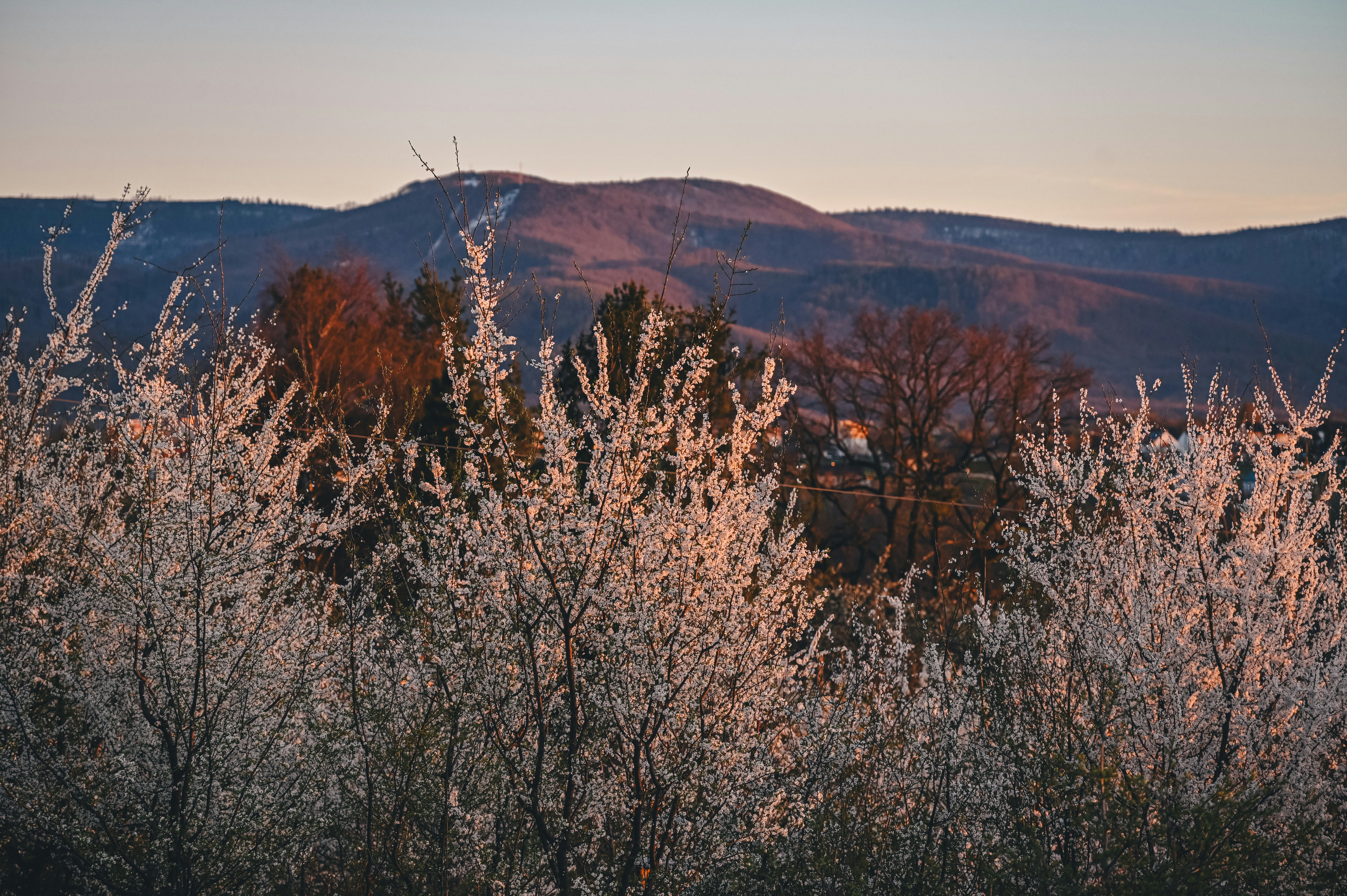 Blooming white in late-day light over the ridge