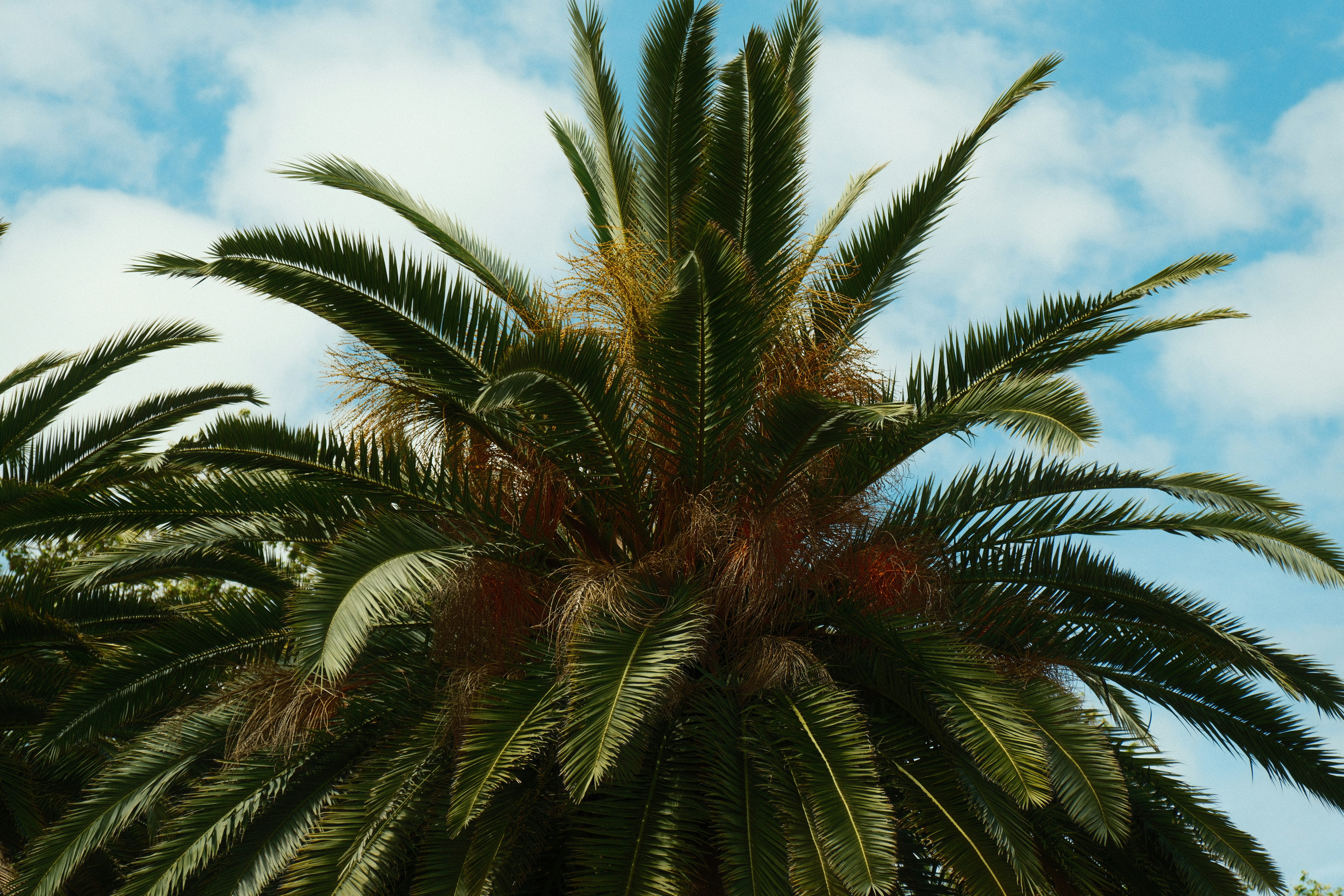 Crown of Green: A Sunlit Palm Centered Against a Bright Sky