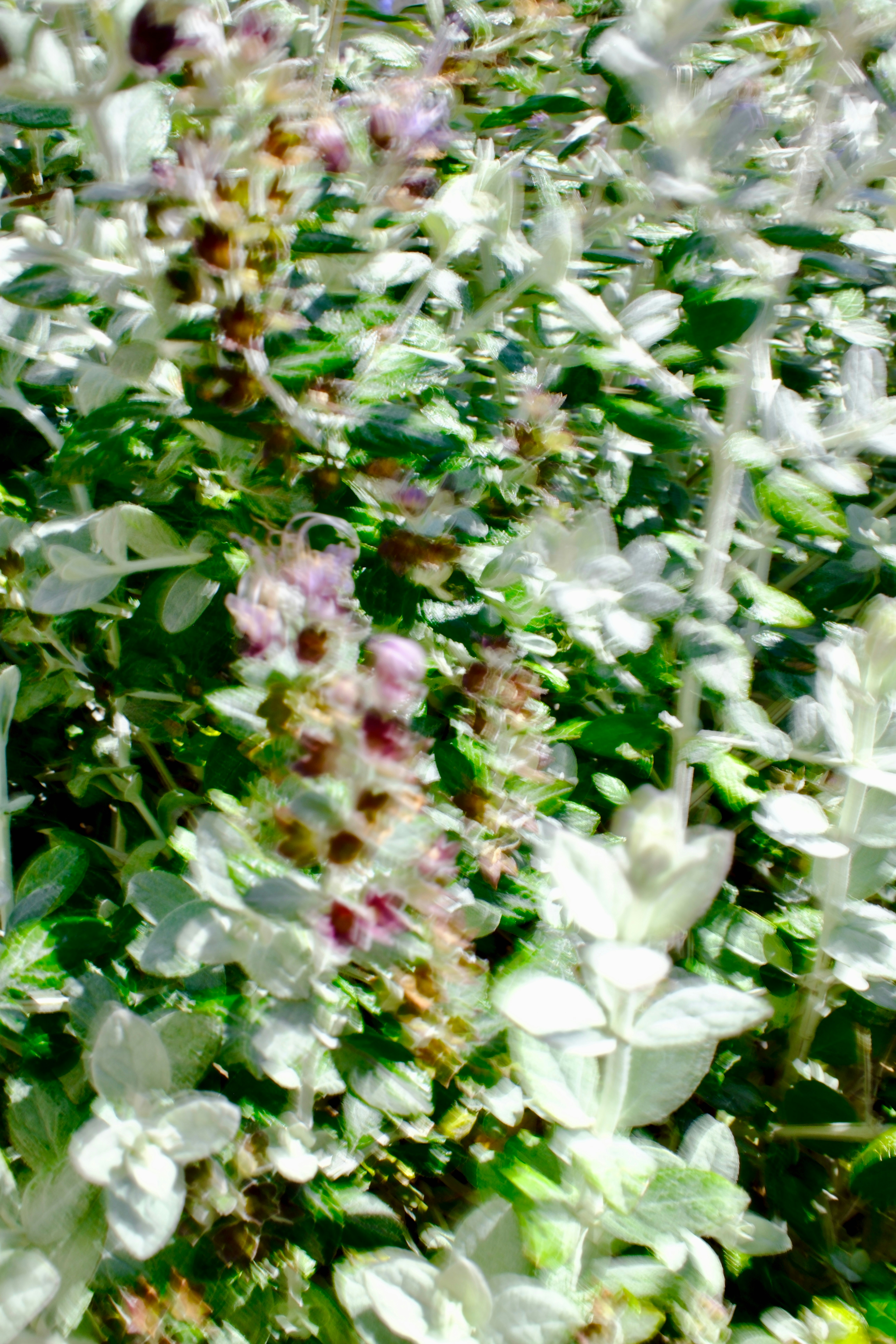 Blurry Foliage in Soft Sunlight