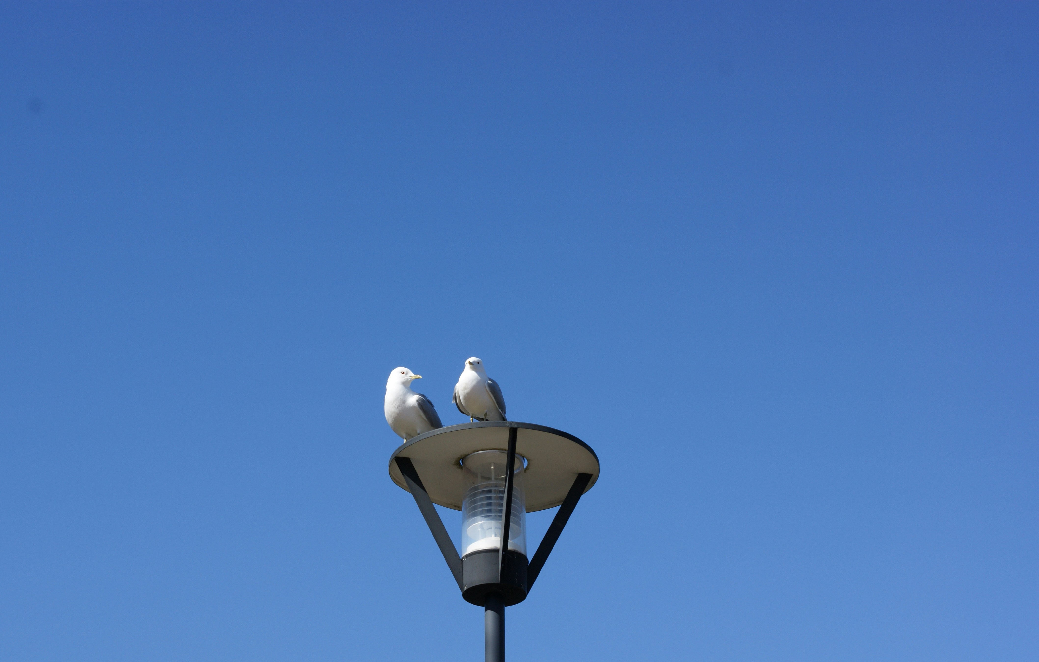 Seagull Duo Perched atop a Lantern Under a Clear Azure Sky