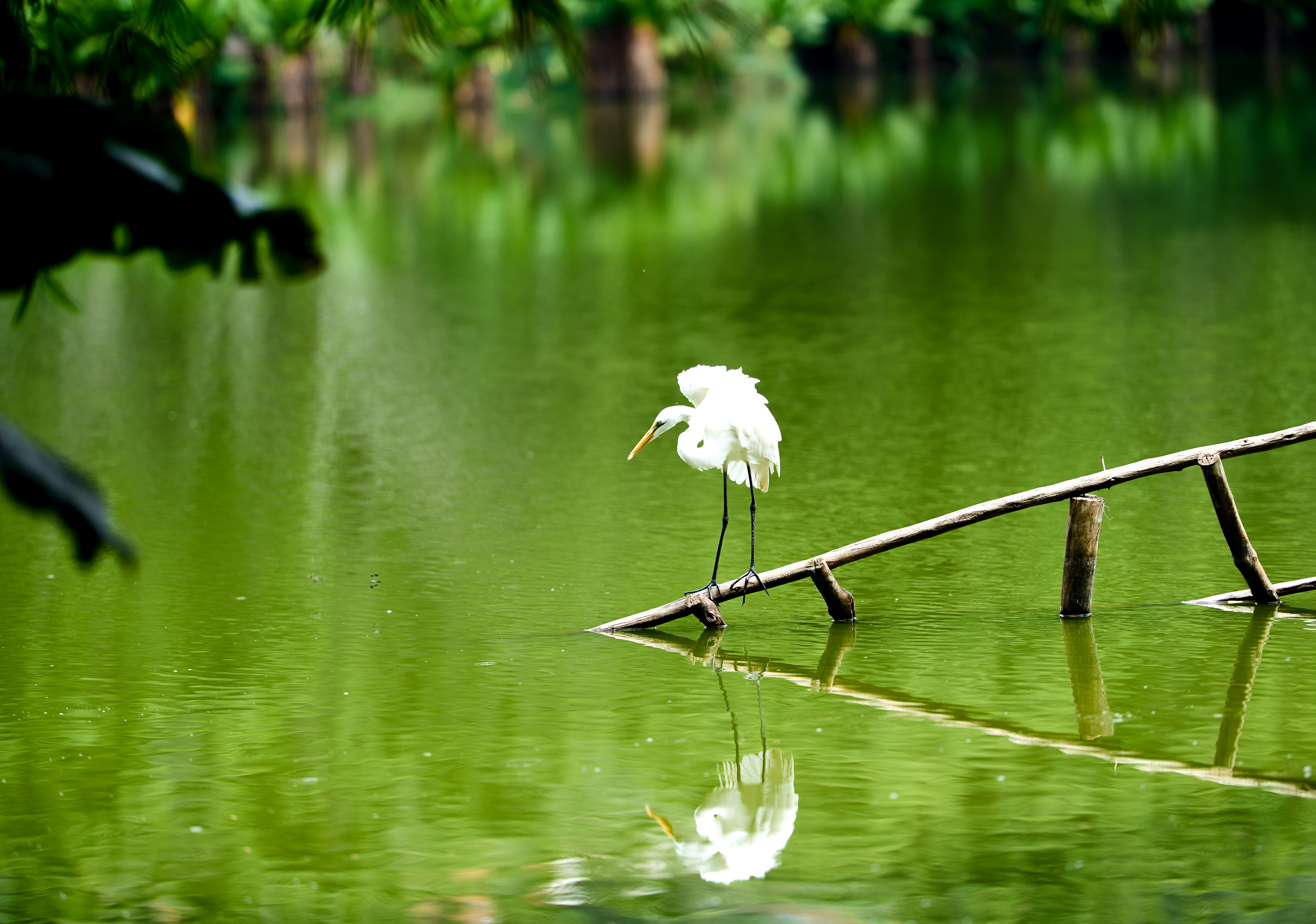 White Egret on a Slanted Log Above Green Mirror