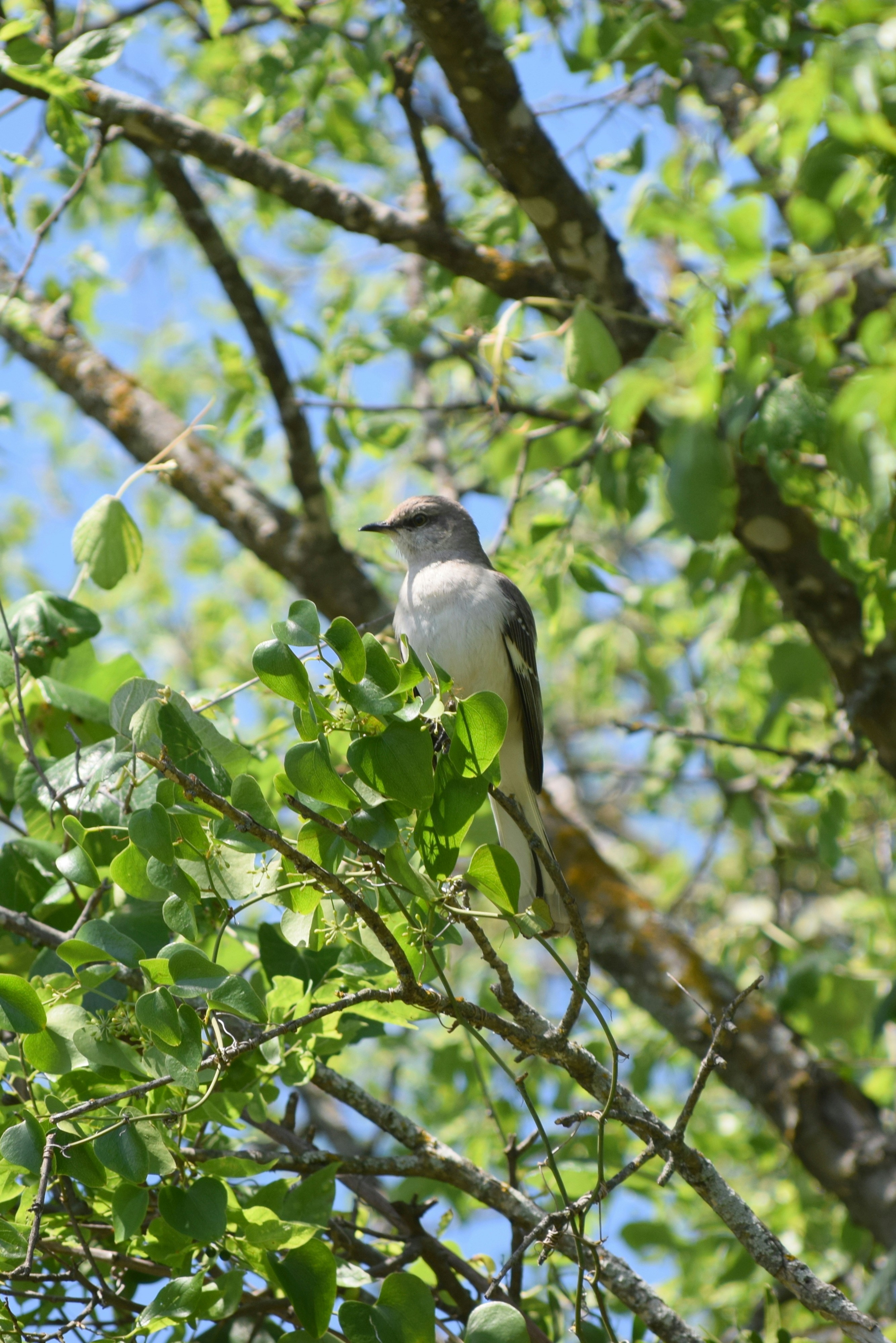 Tiny Perch: A Grey-bellied Songbird Amid Green Canopy