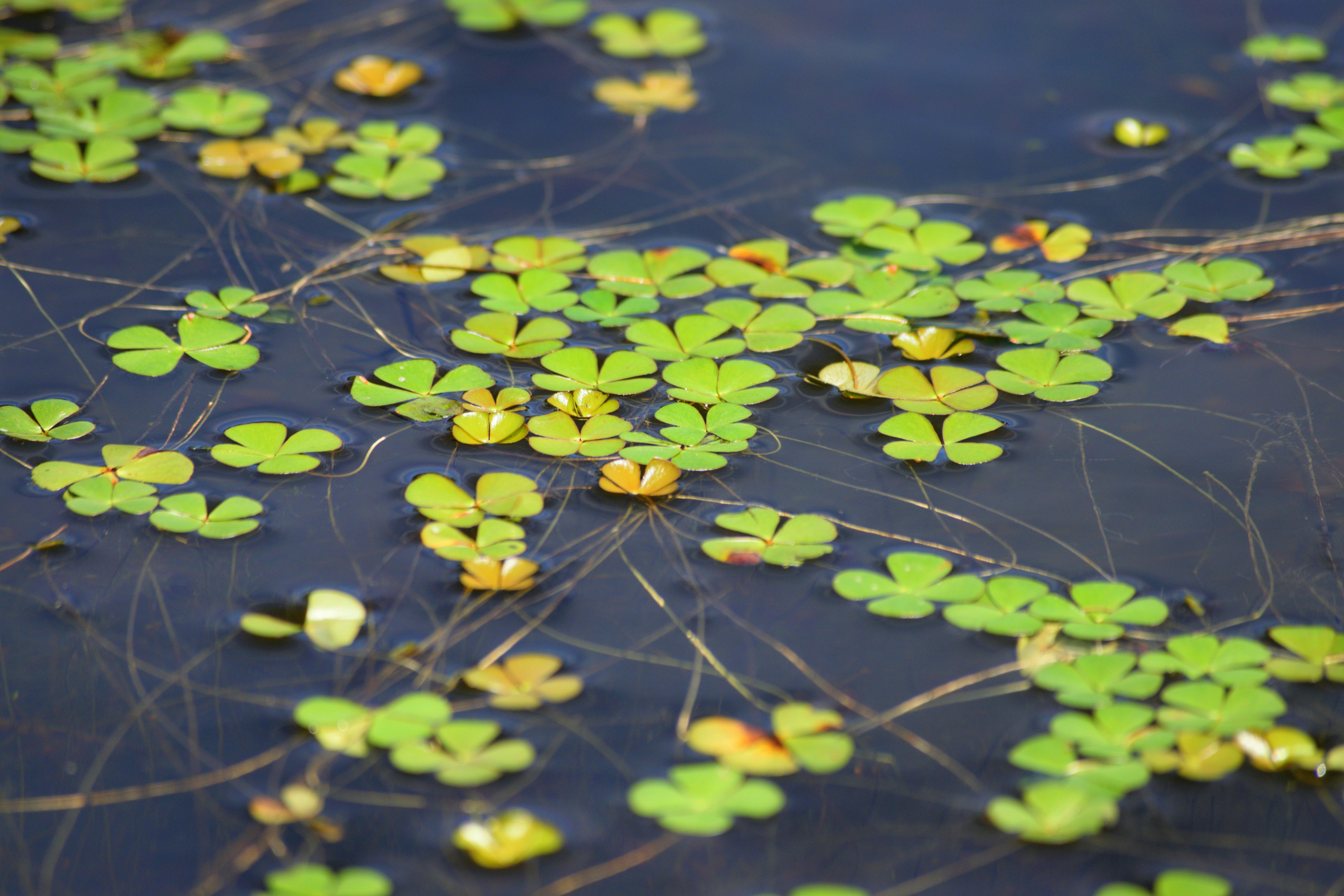 Floating Green Echoes on a Quiet Pond