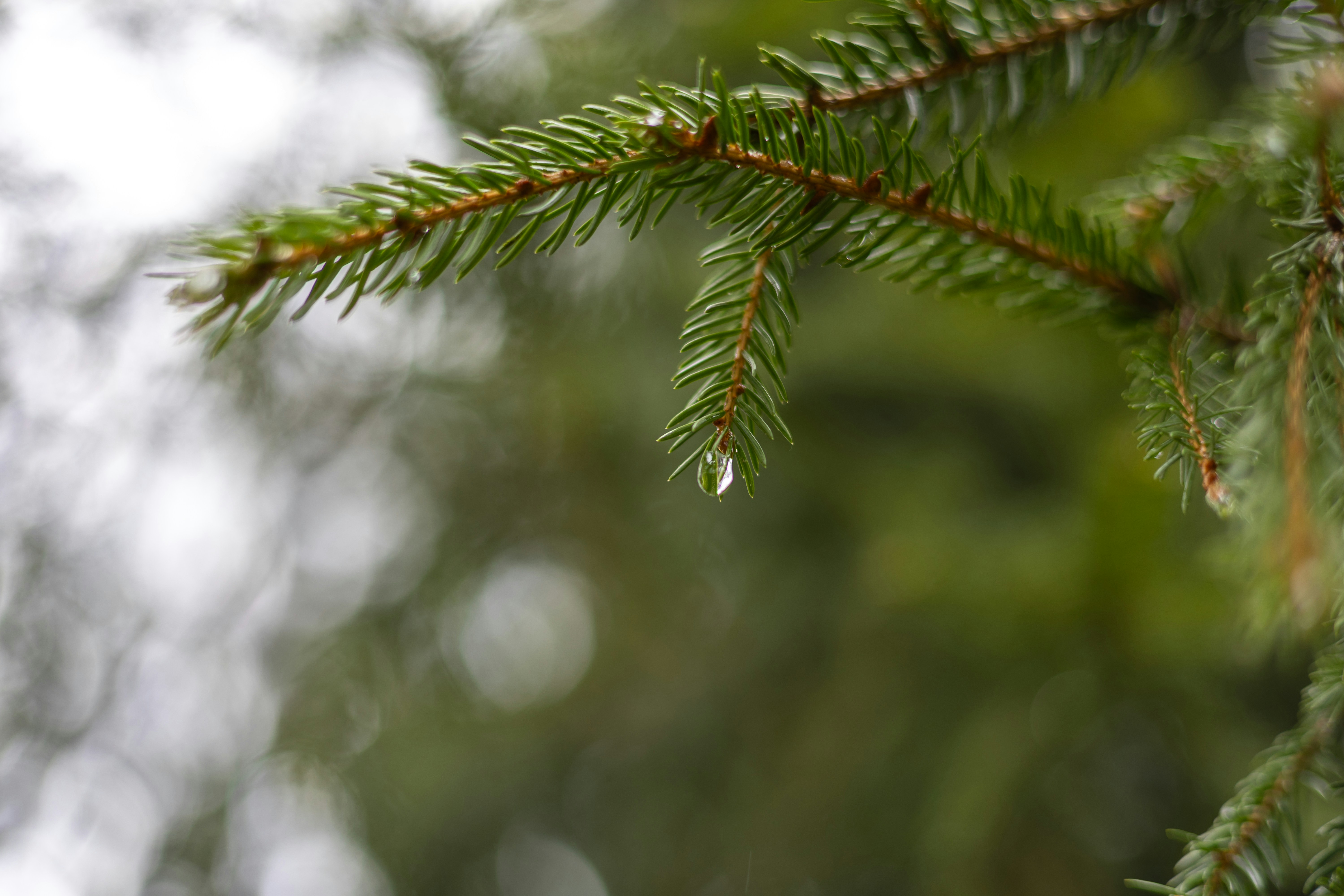 Droplet on Pine Needle: a Moment of Winter Quiet