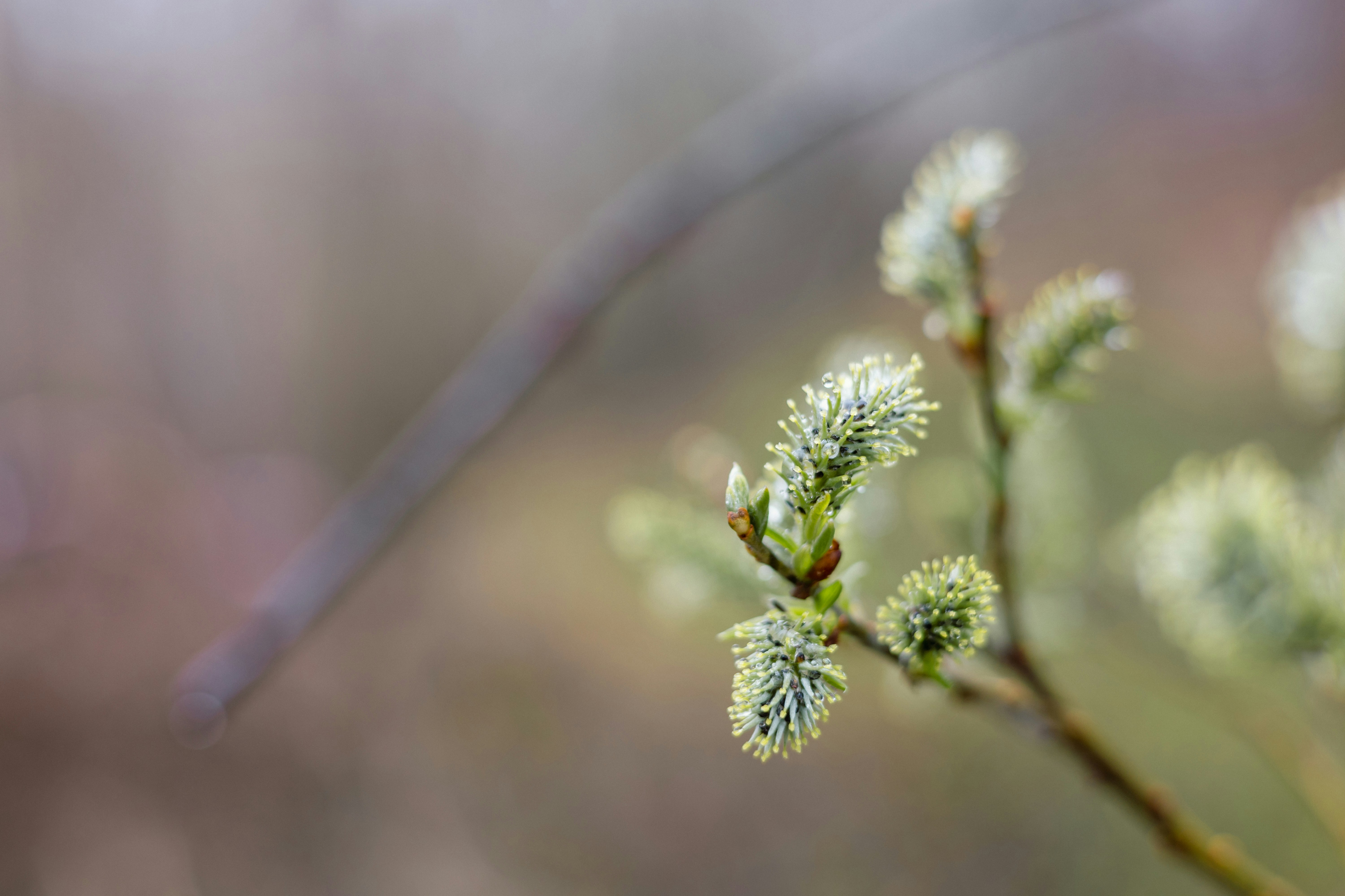 Fresh Buds in Focus: Early Spring Telegraph