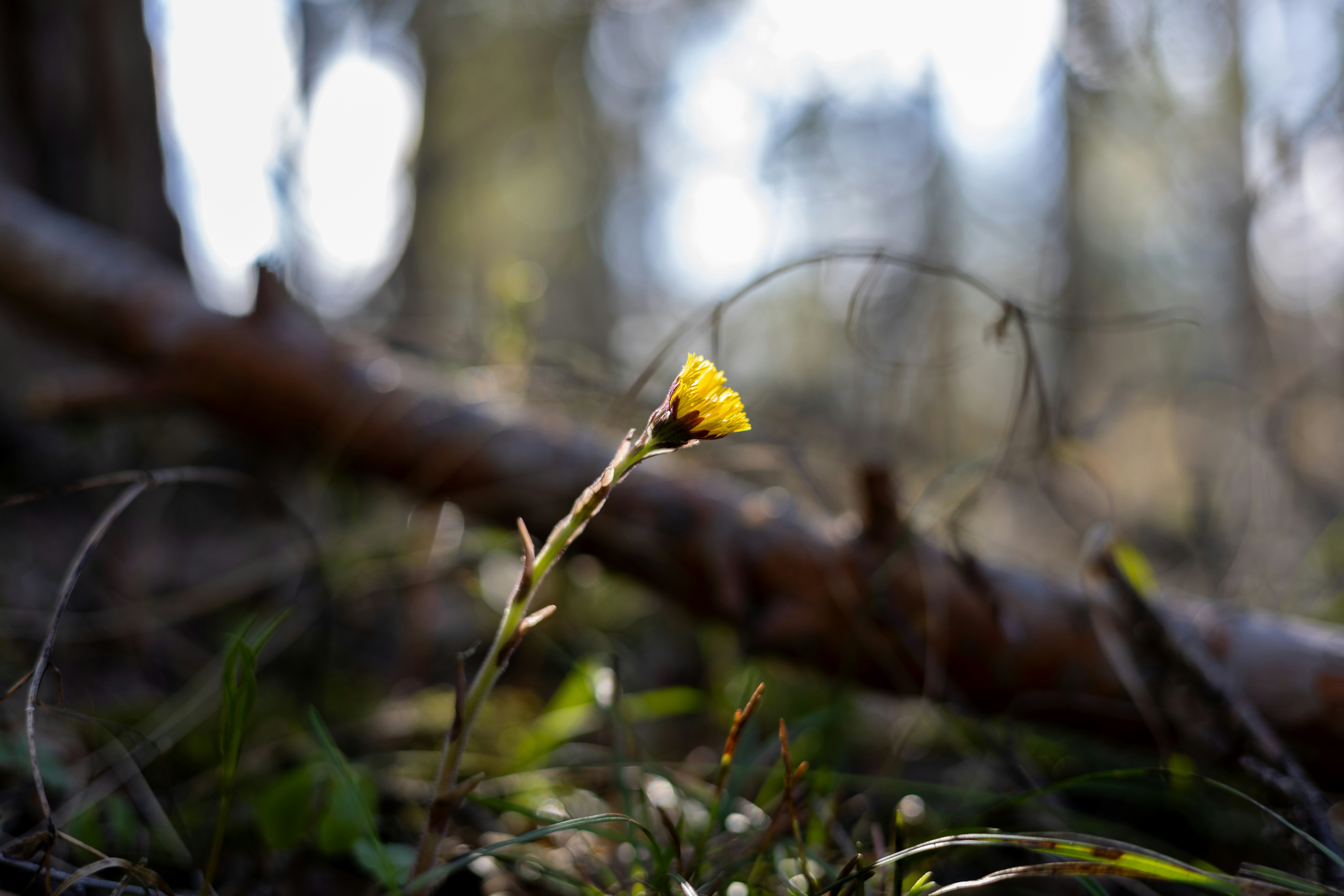 A solitary yellow bloom Defying the Forest Edge