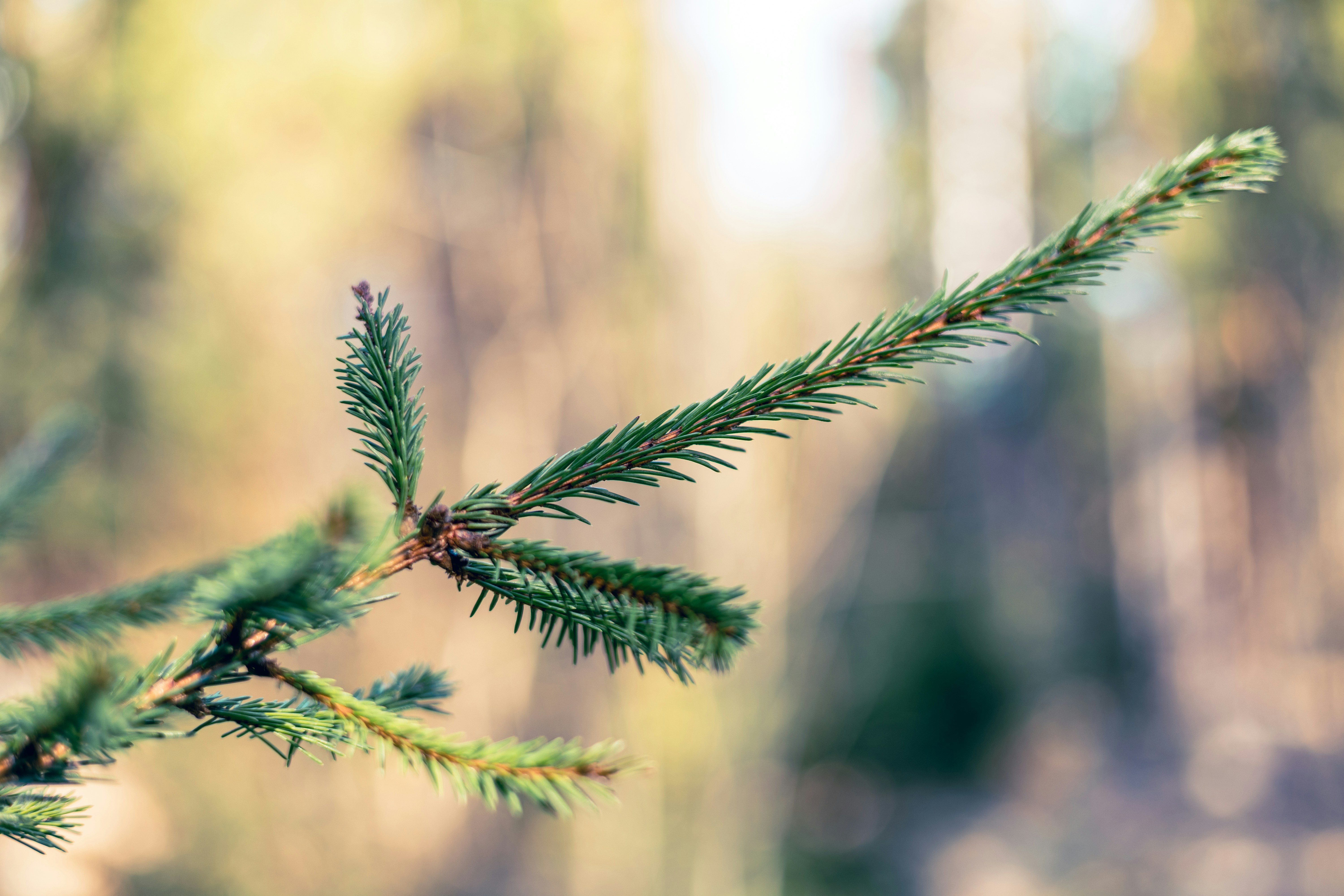 Sprig in Focus: A Pine Needle Portrait with a Soft Winter Glow