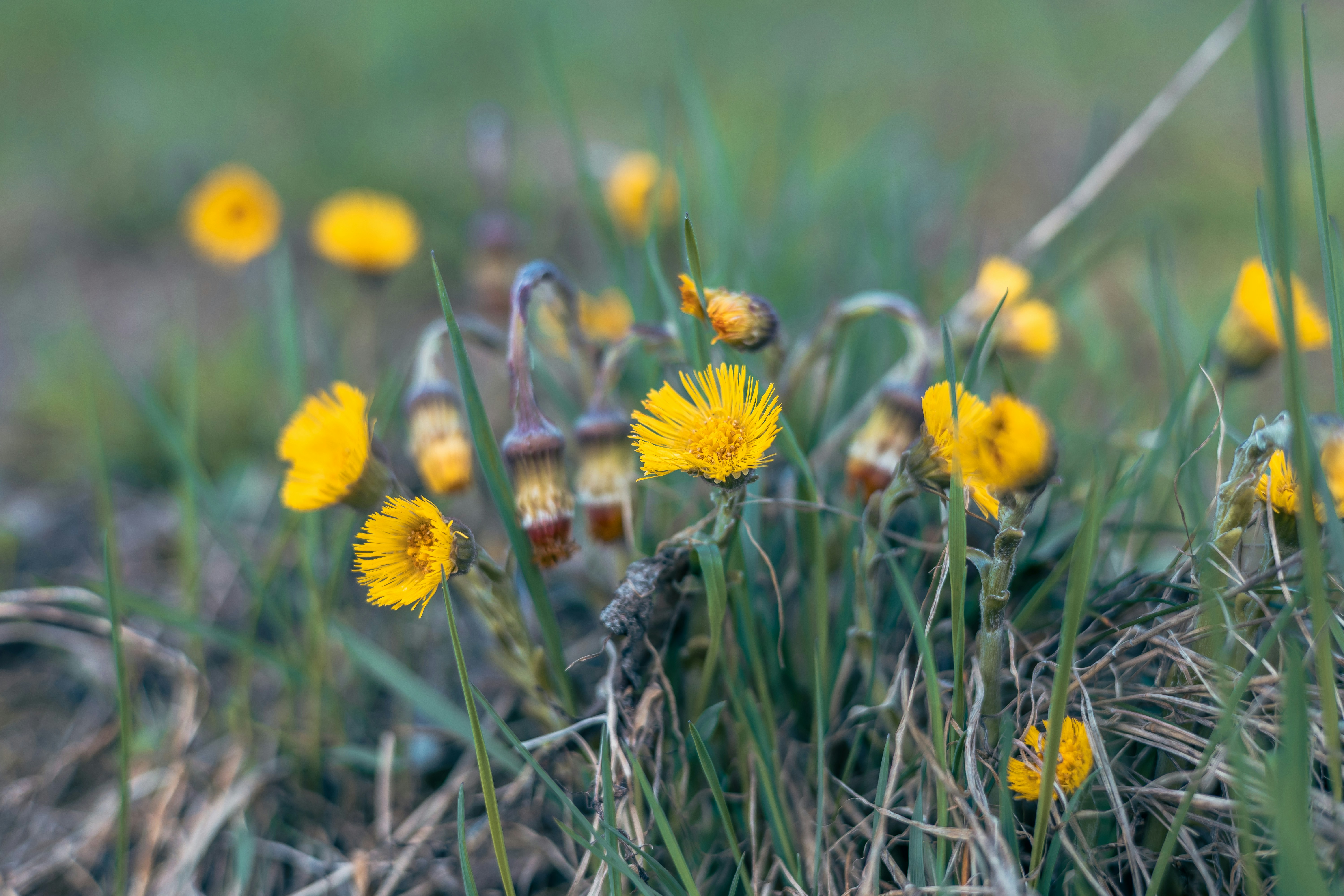Golden Dandelion Mosaic in Spring Grass