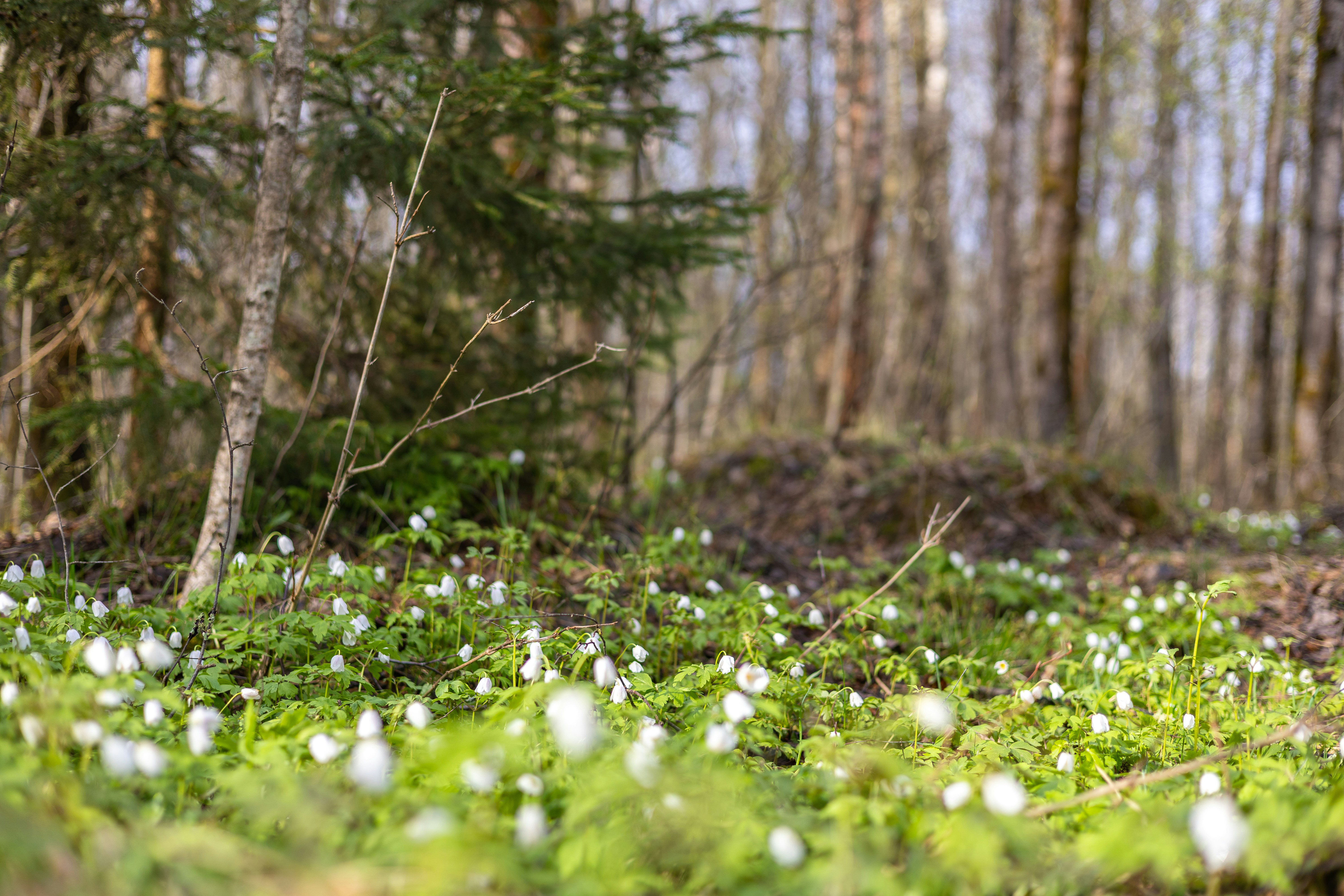 Snowdrops in a Quiet Forest Wake