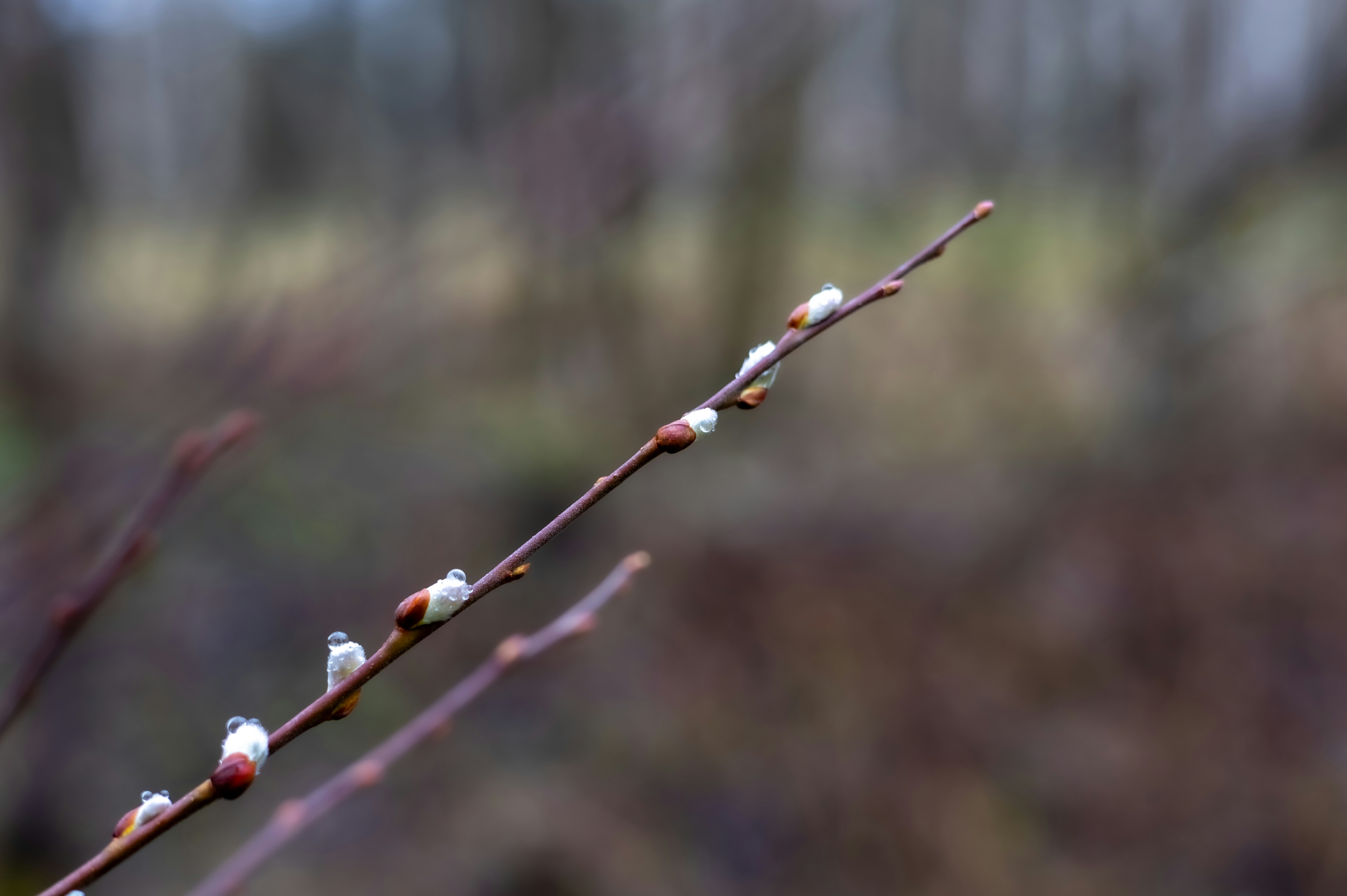 Bud-lit Branch: Delicate Tracks of Spring on a Quiet Stem