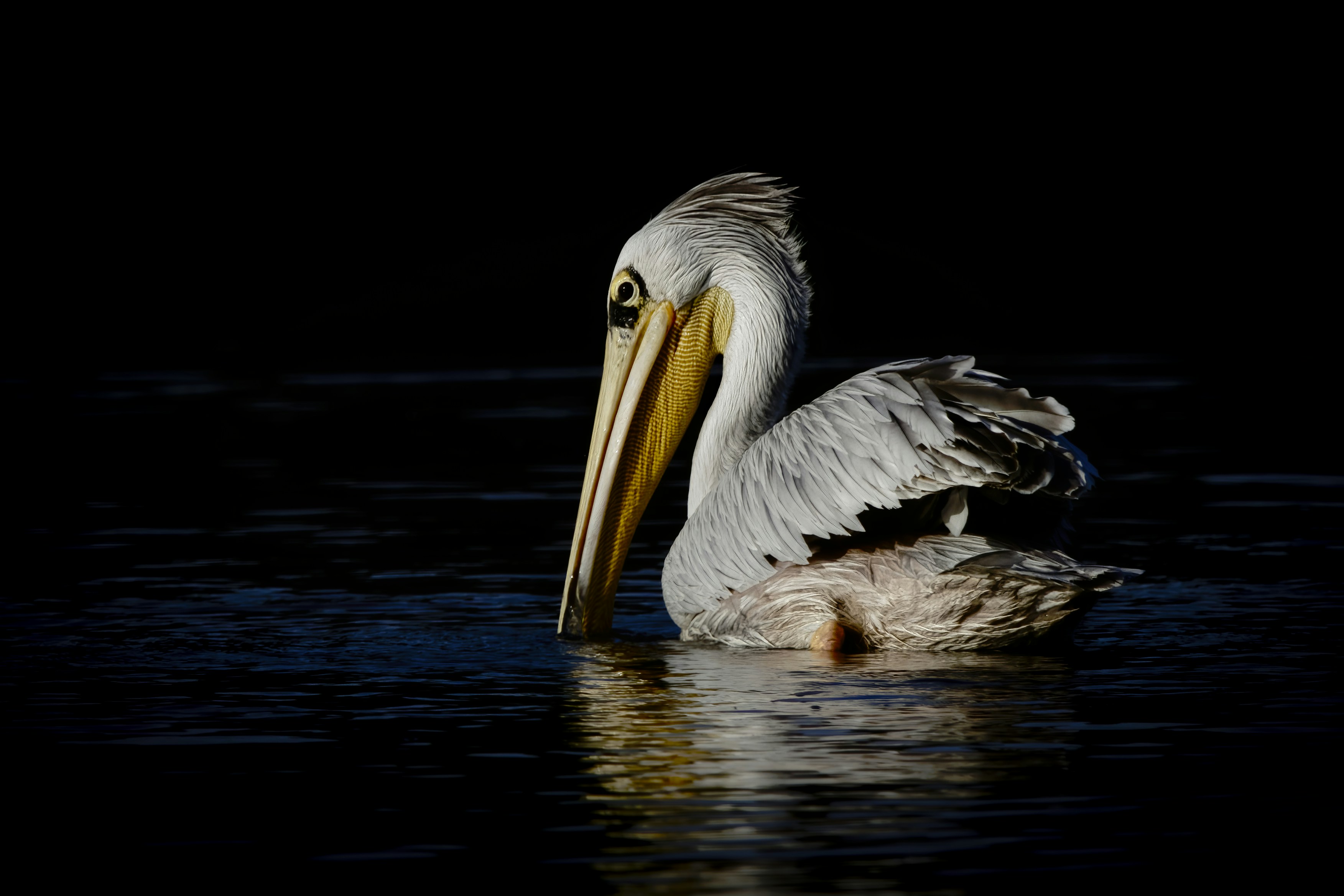 Lonely Pelican in a Velvet Blue Channel