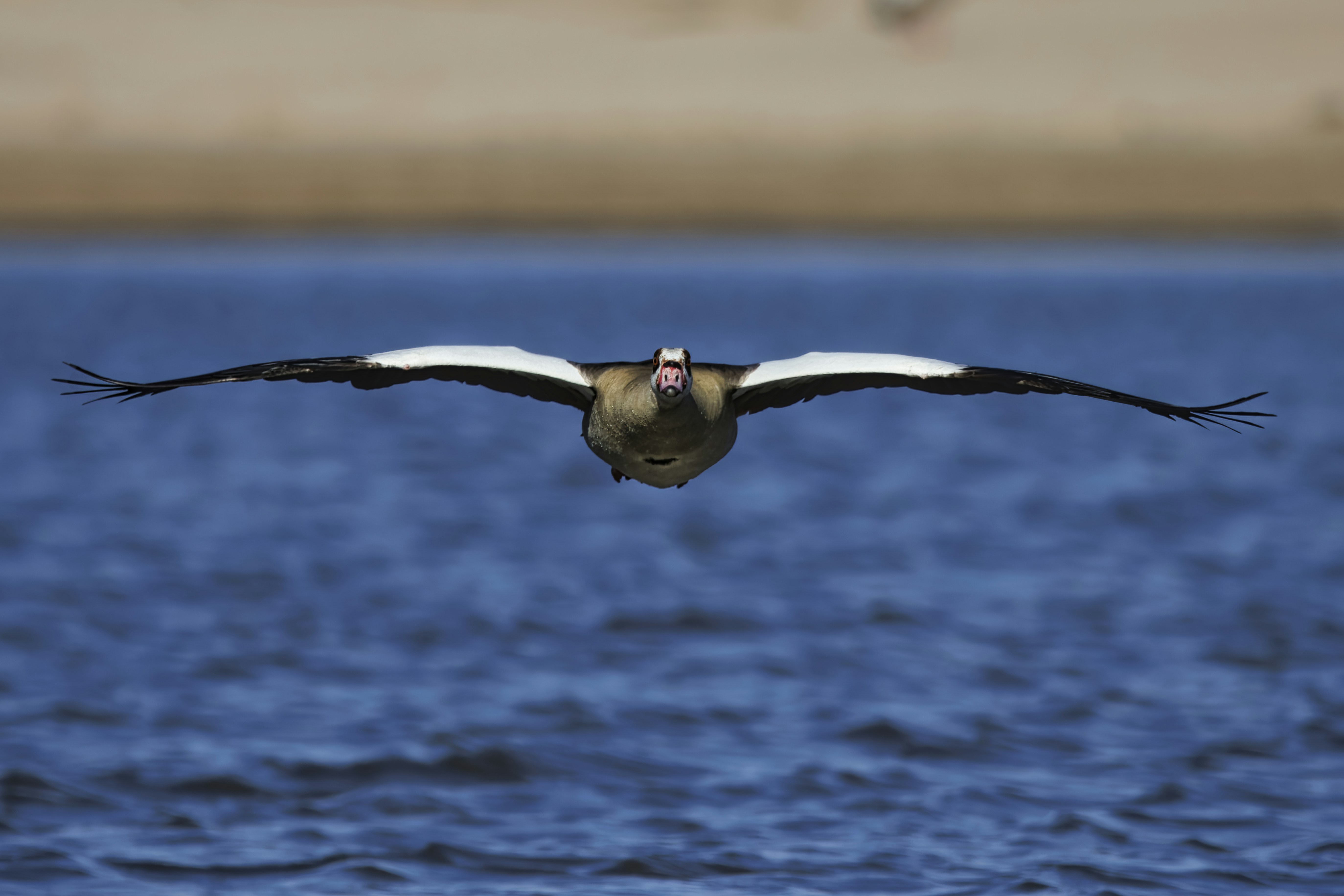 Winged Stride: Seabird in a Splayed Glide Over Blue Waters