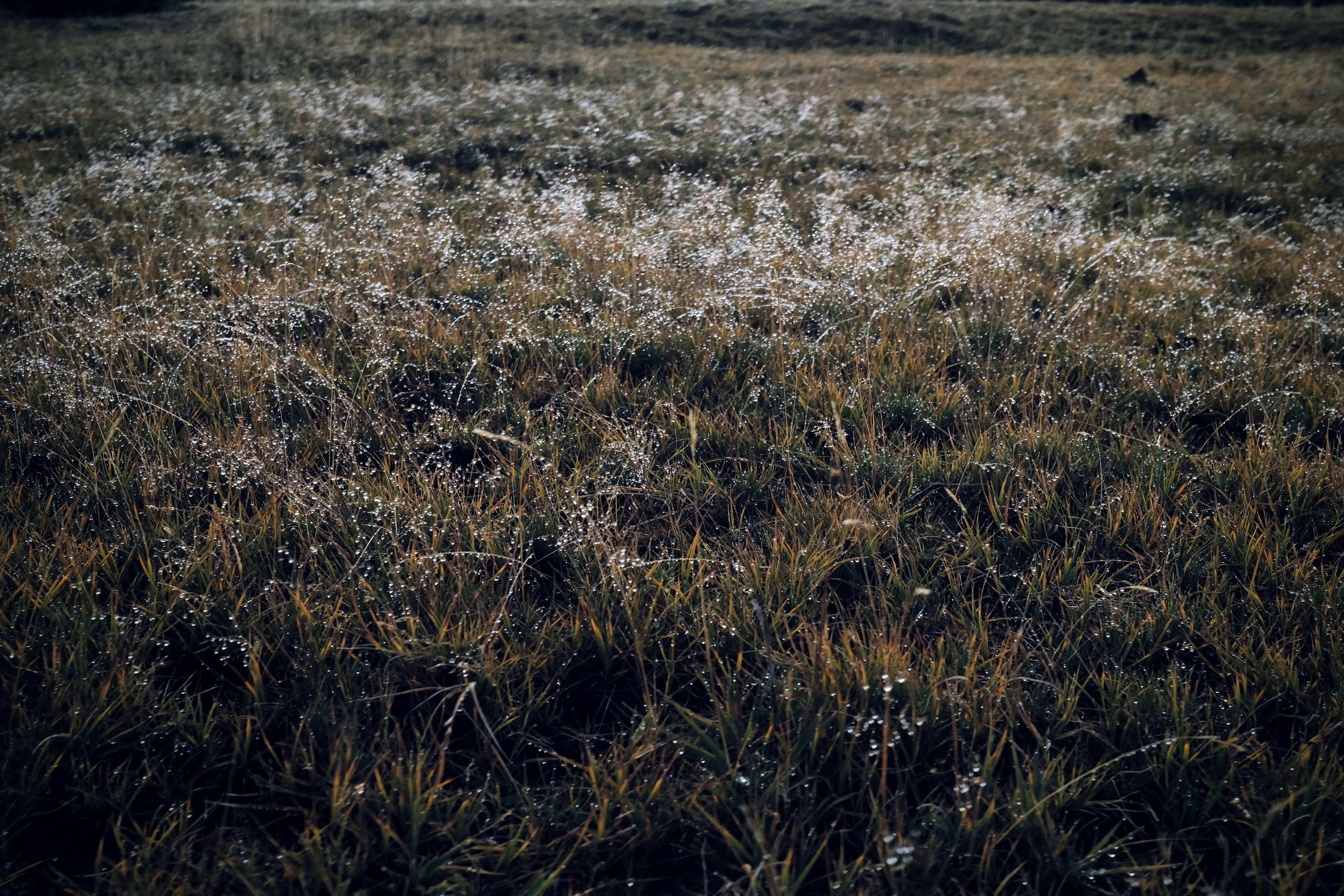 Dew-kissed Meadow Under Early Light