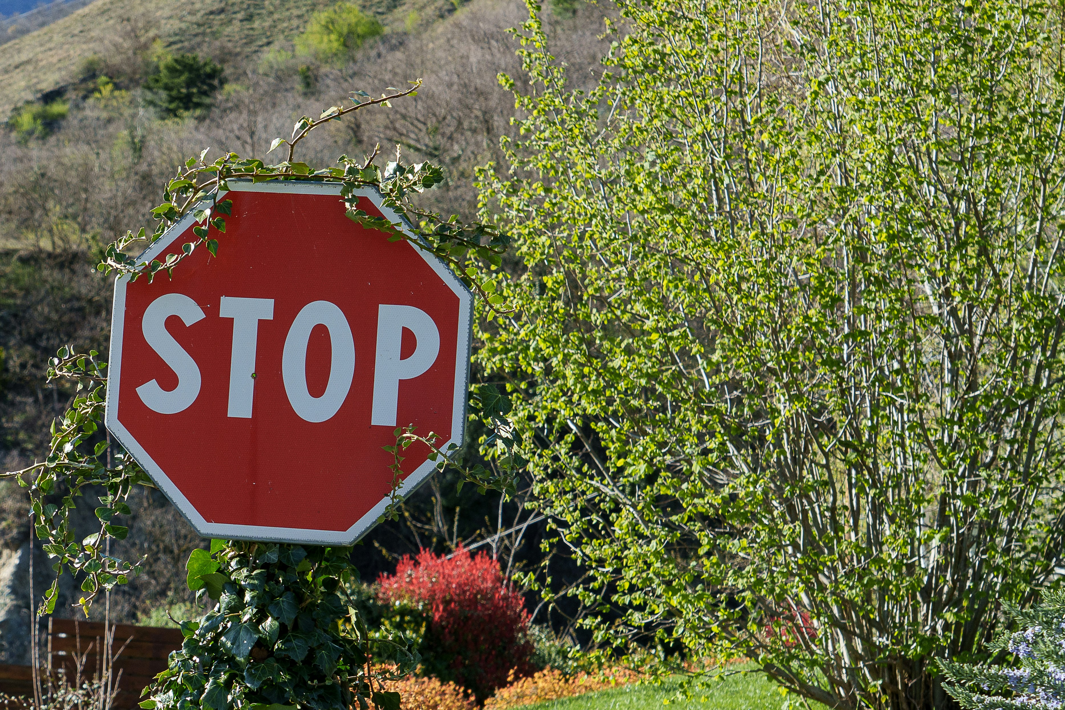 Red Stop Sign Framed by Spring Vegetation