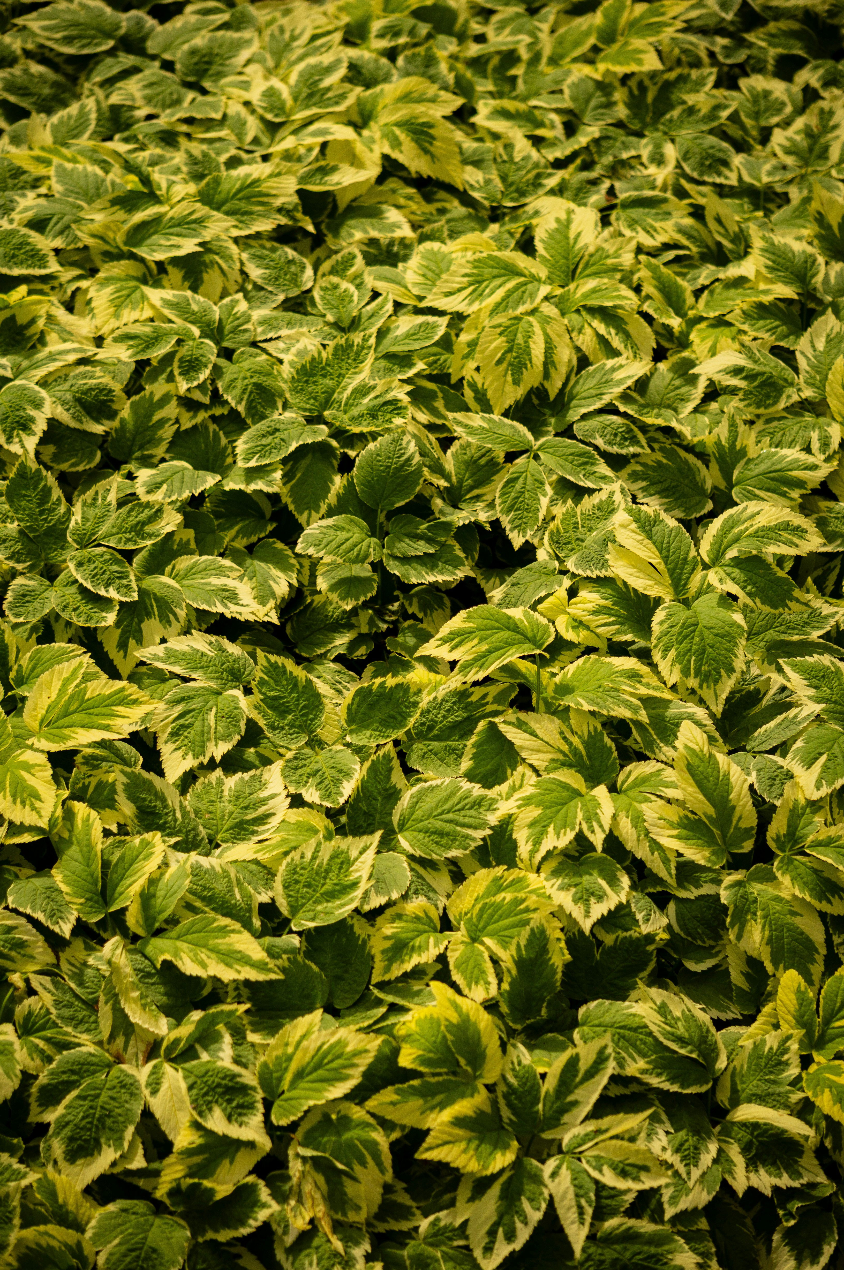 Amber-green Variegation: a sea of variegated leaves under warm light