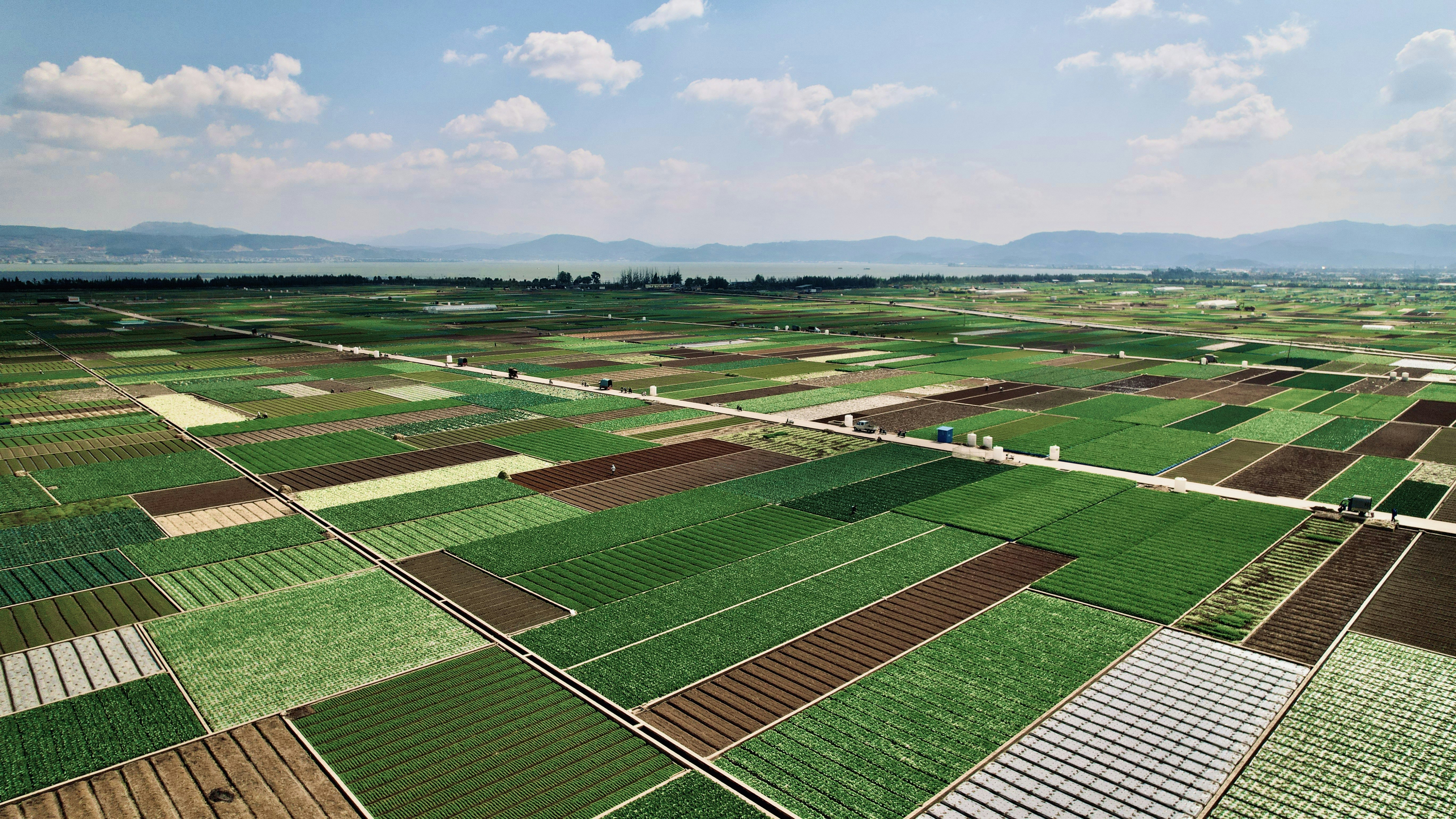 Aerial view of neatly arranged, colorful farmland plots forming a patchwork quilt from above. The mosaic of greens and browns stretches to a distant water body, with roads crisscrossing the fields.
Note: this is a drone capture of agricultural fields.
