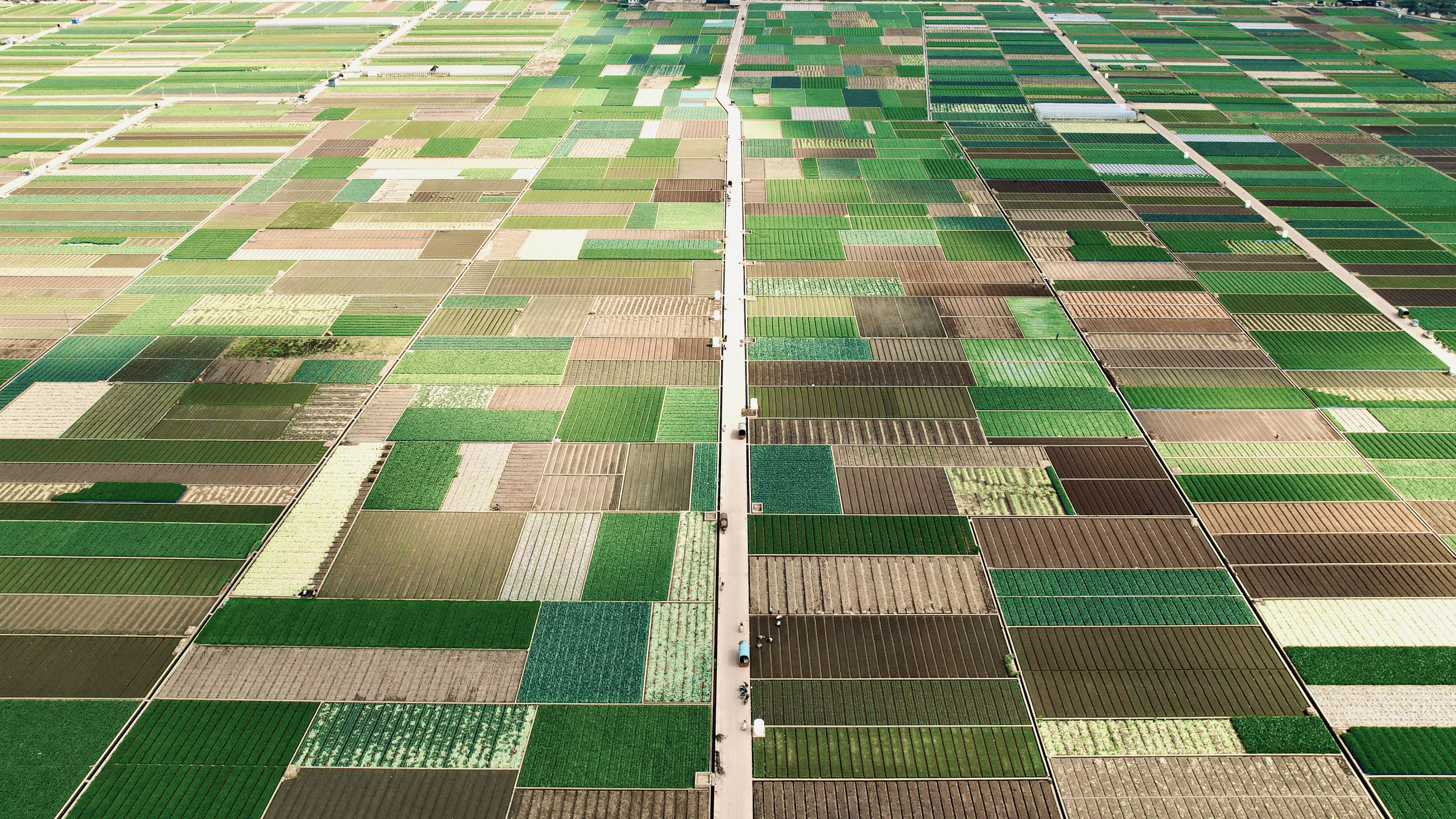 Patchwork of fields from a drone flight: a sunlit grid of emerald plots