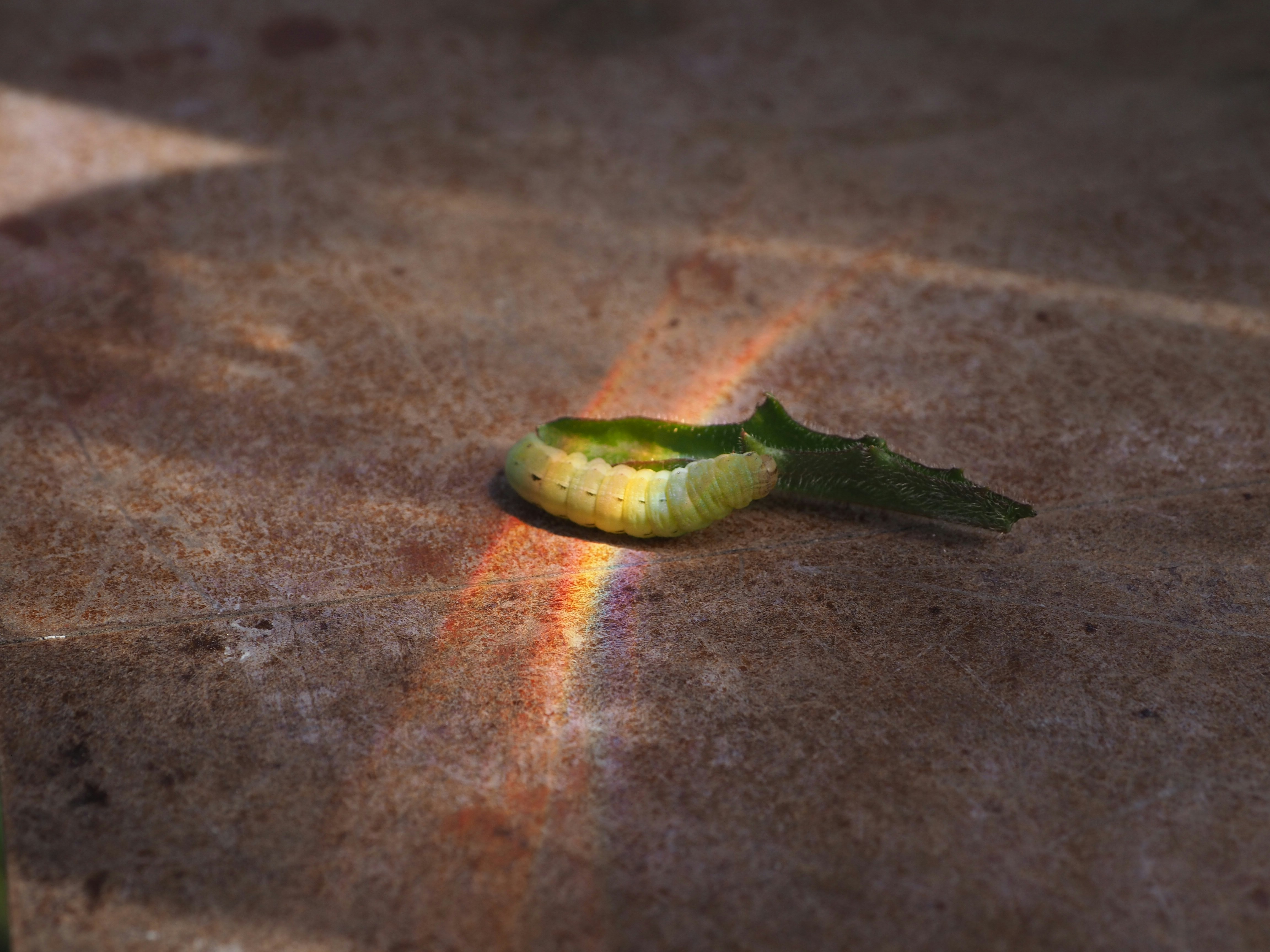 Green Caterpillar on Sunlit Surface under Linear Rainbow