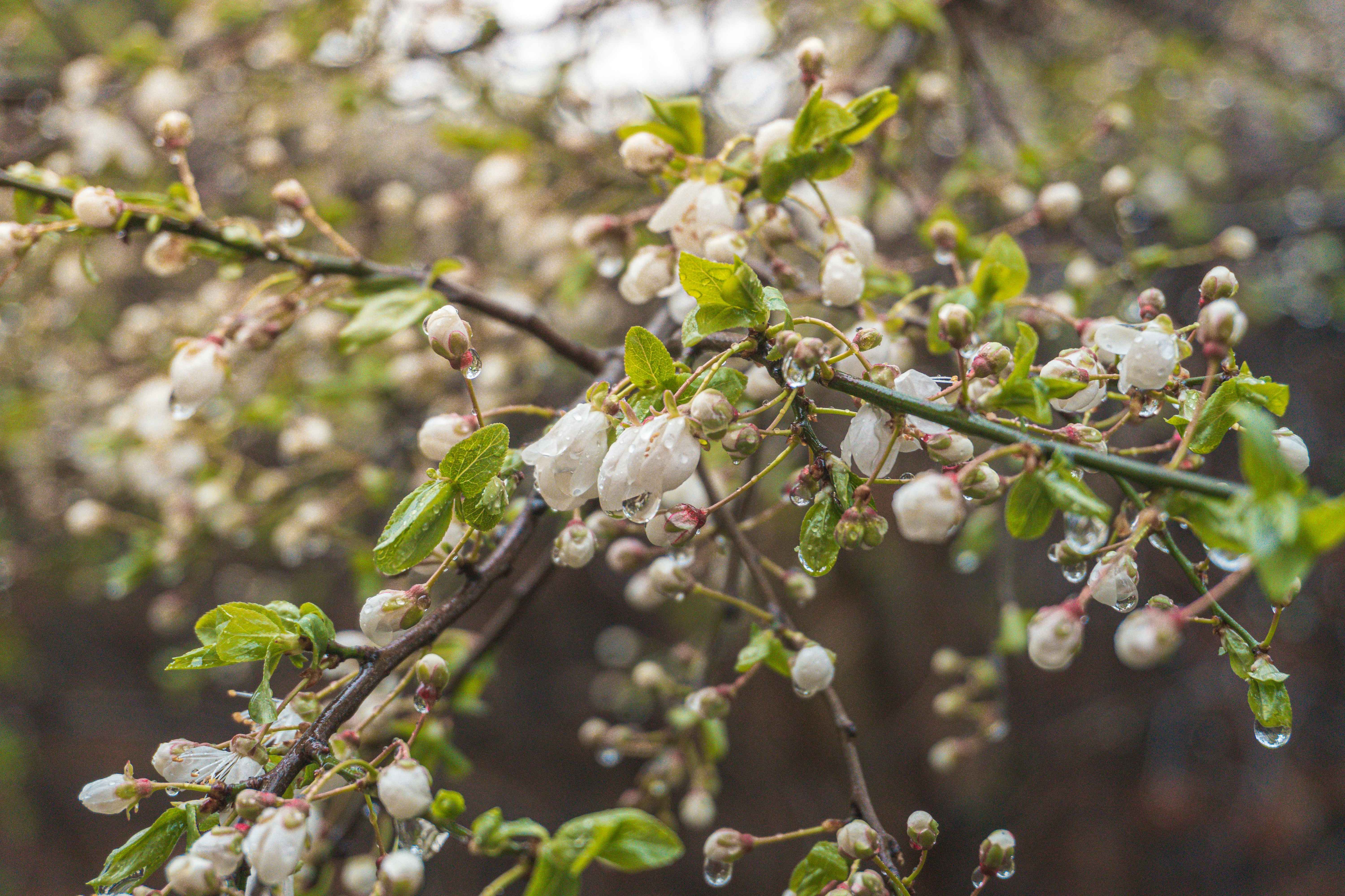 Blooming Orchard in Soft Focus