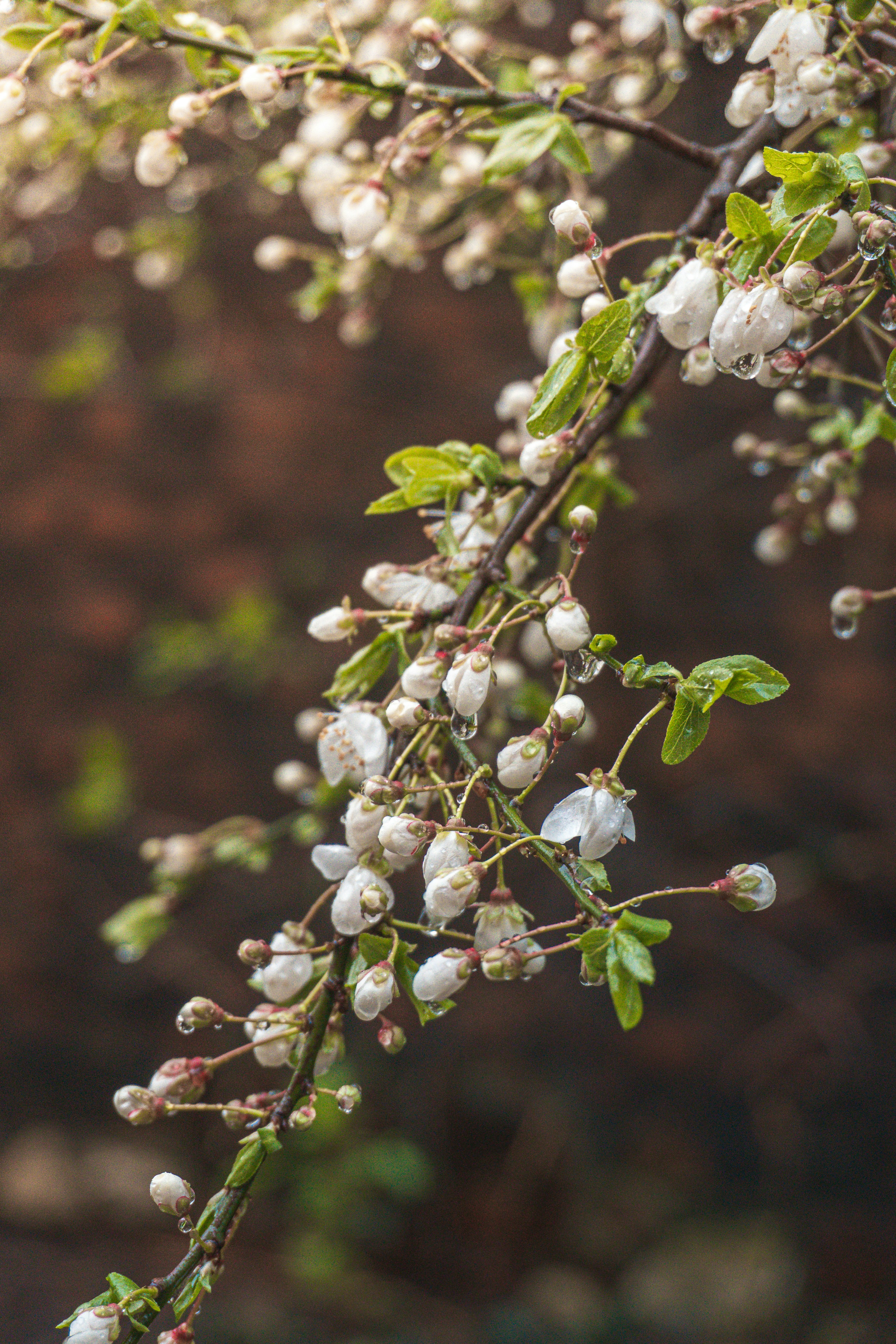 Cherry Blossom Cascade: Delicate Buds Draped Along a Slender Branch
