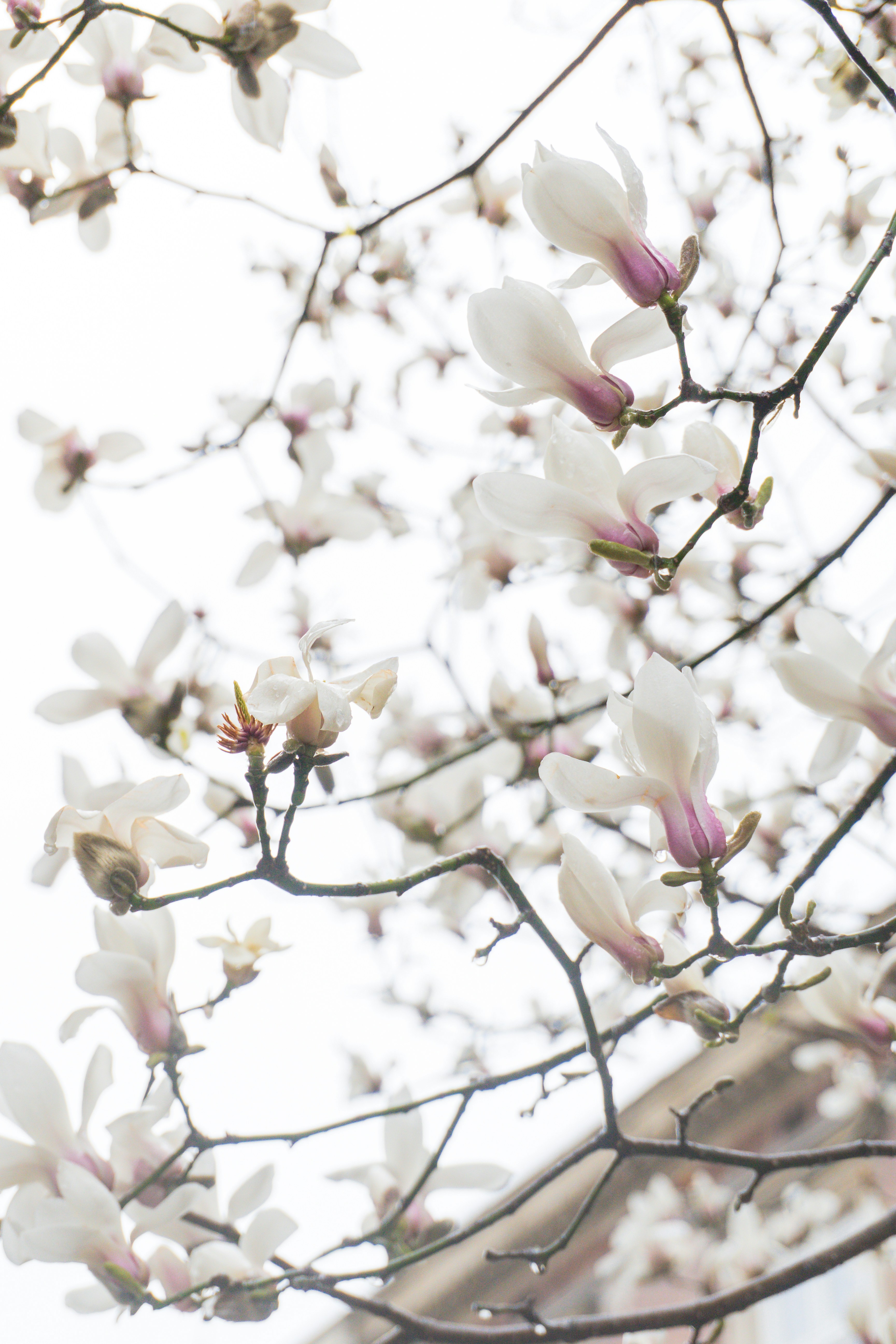 Soft Magnolia Branches in Bright Spring Light