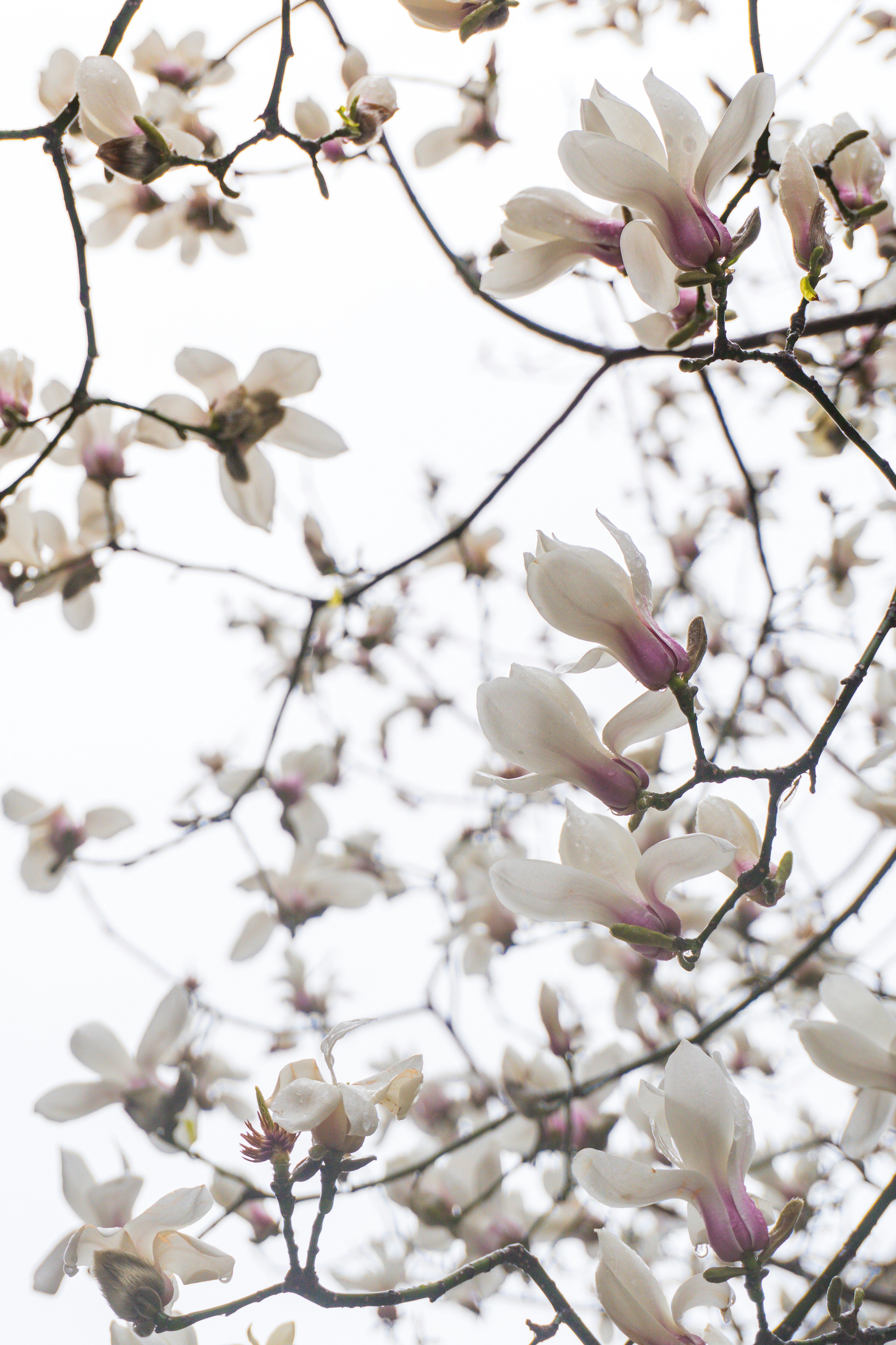 Blooming Whispers: Magnolia Branches Reaching Toward Light