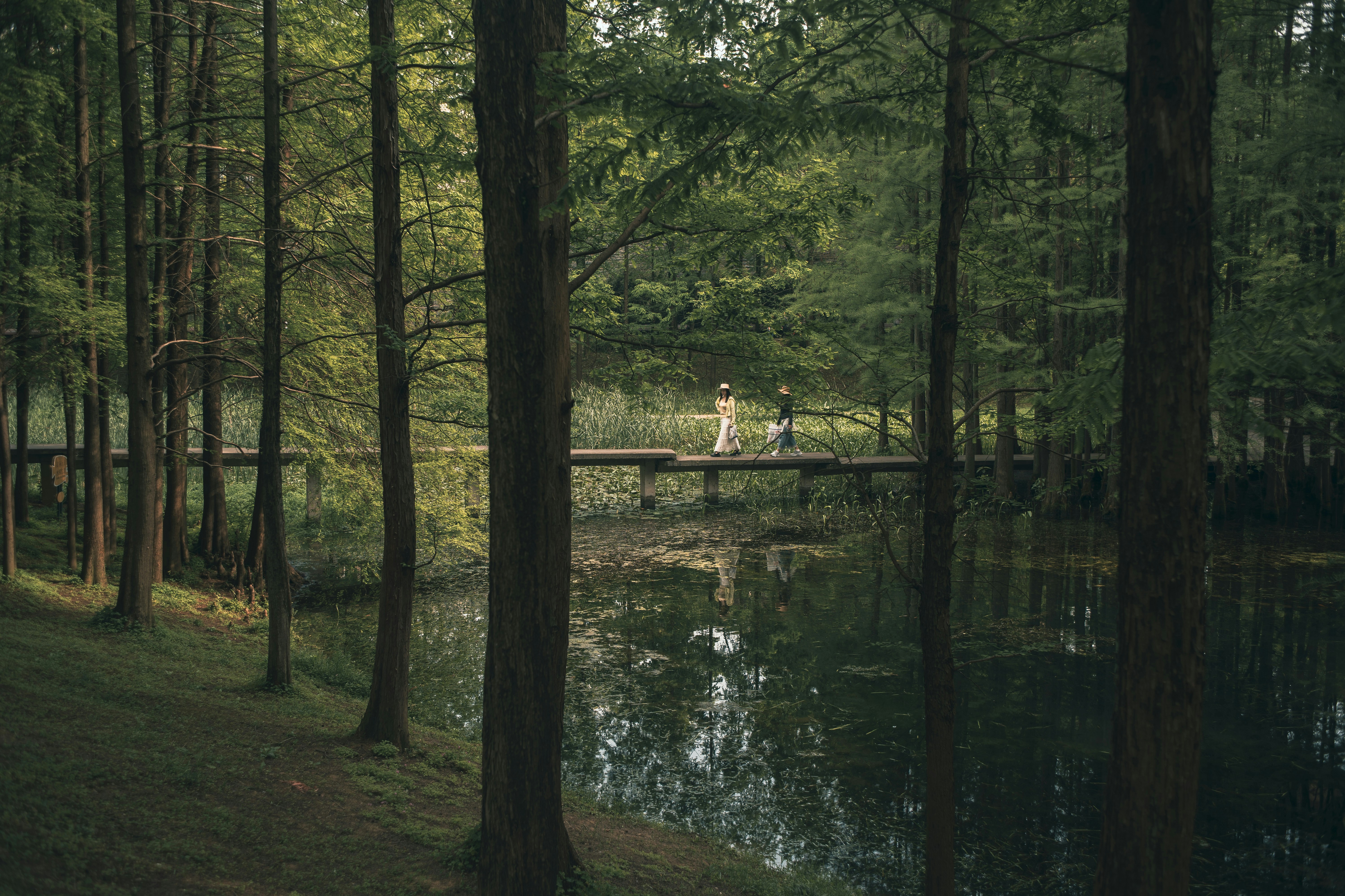Quiet Crossing: A Pedestrian Bridge Softly Framed by Forest Light
