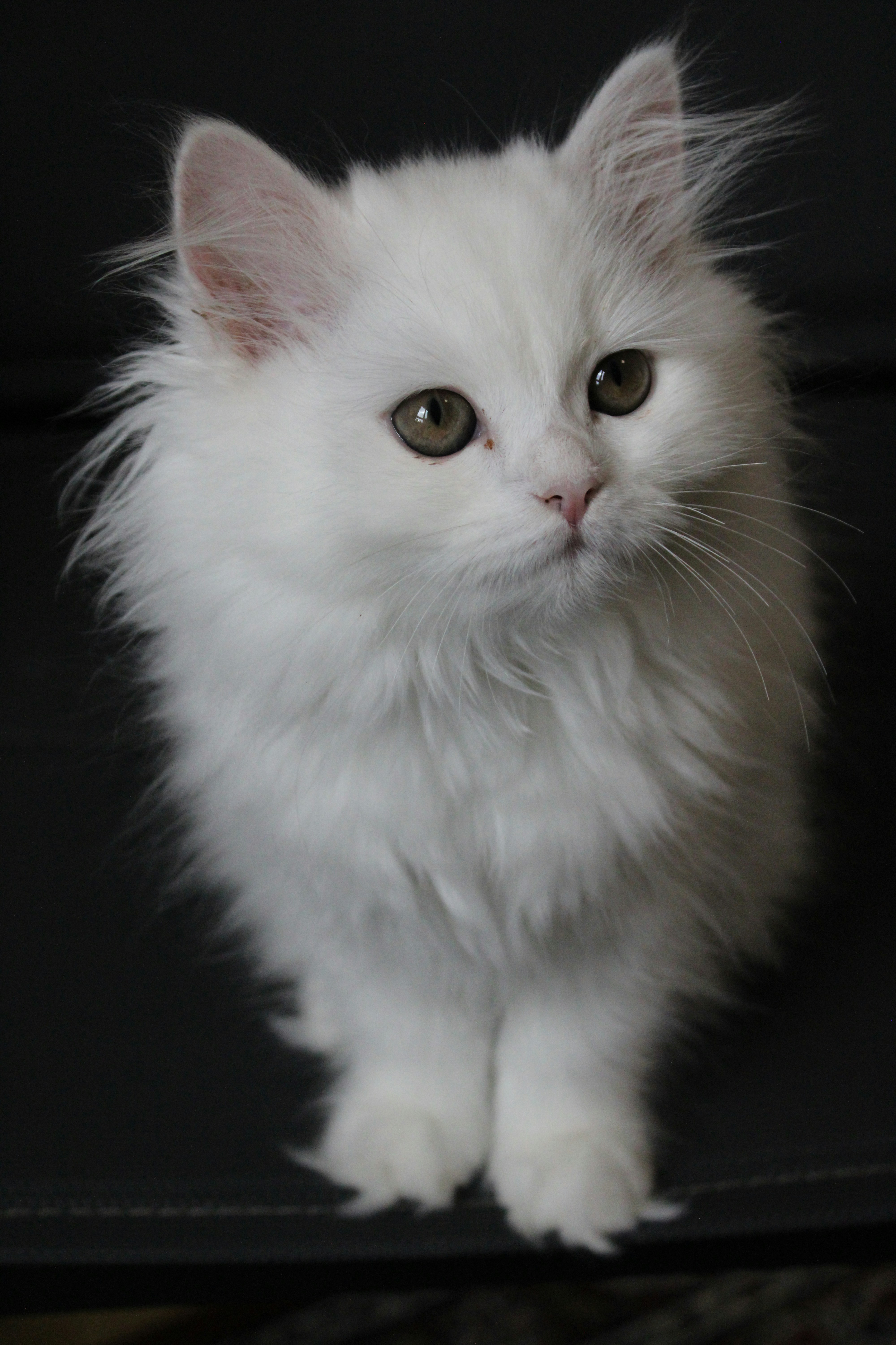 Snowy Kitten in Soft Spotlight