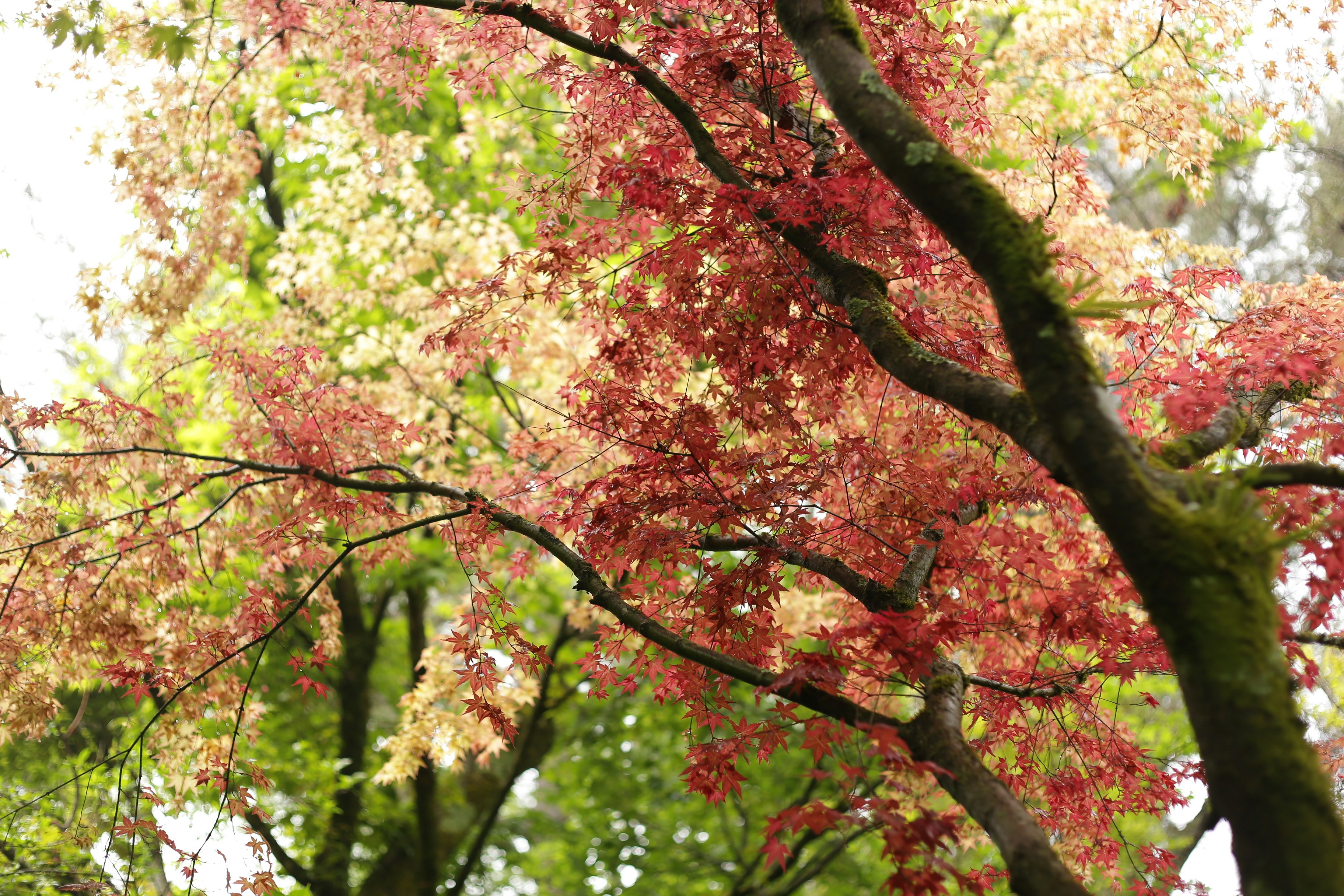 Crimson Canopy: A Gentle Shower of Autumn Leaves