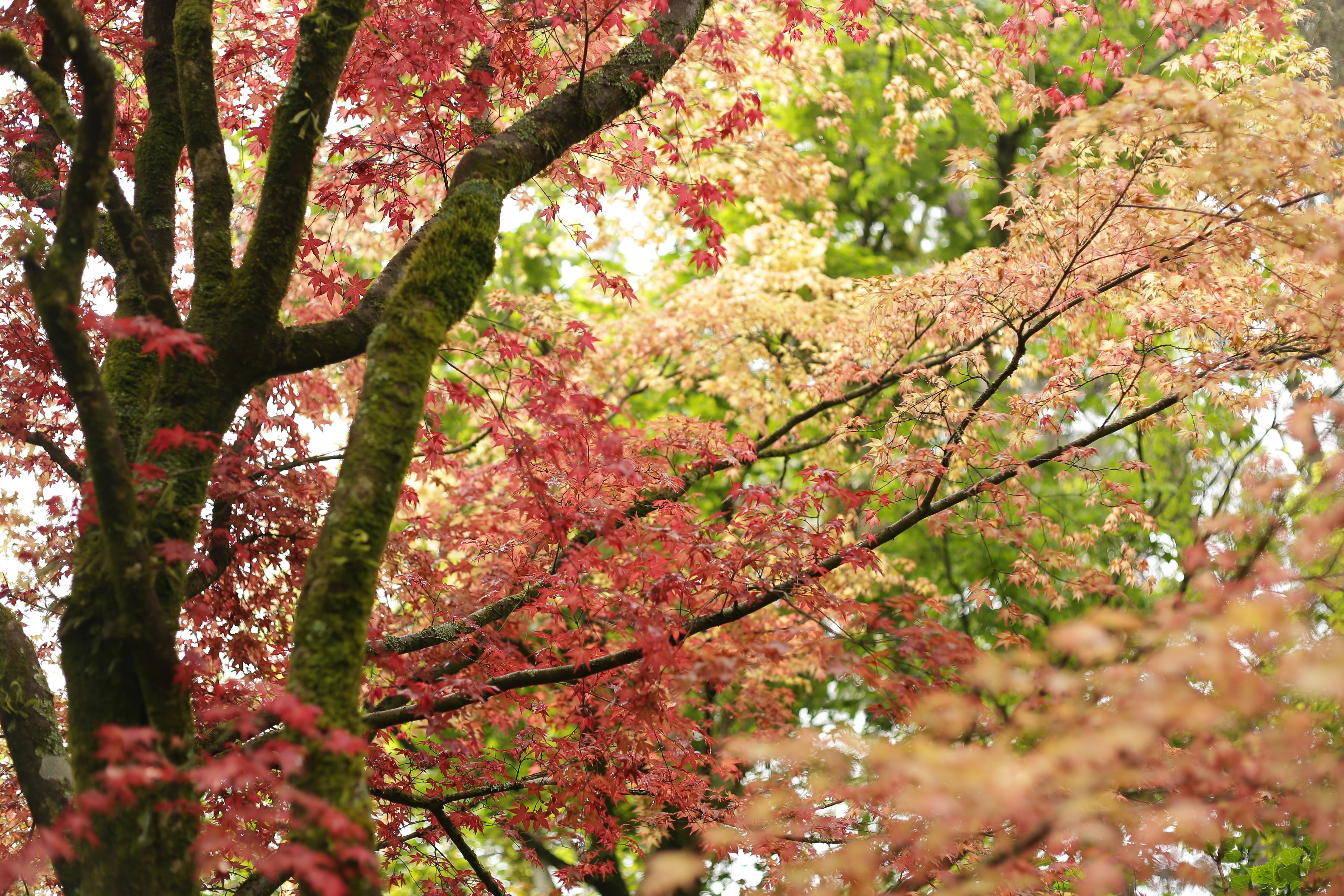 Autumn Canopy: A Tangle of Colorful Maple Branches