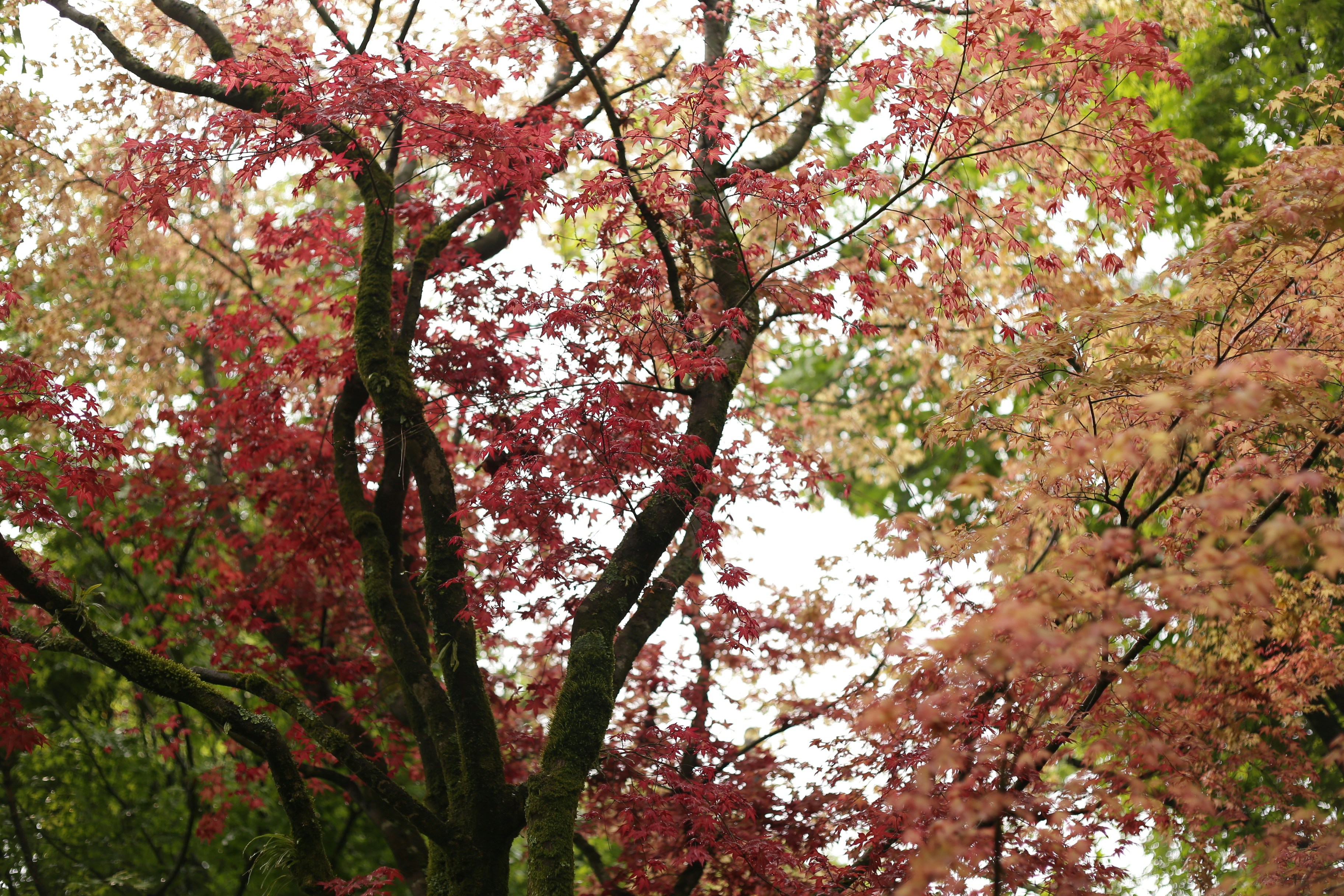 Autumn Canopy: Crimson and Amber Foliage Against a Bright Sky