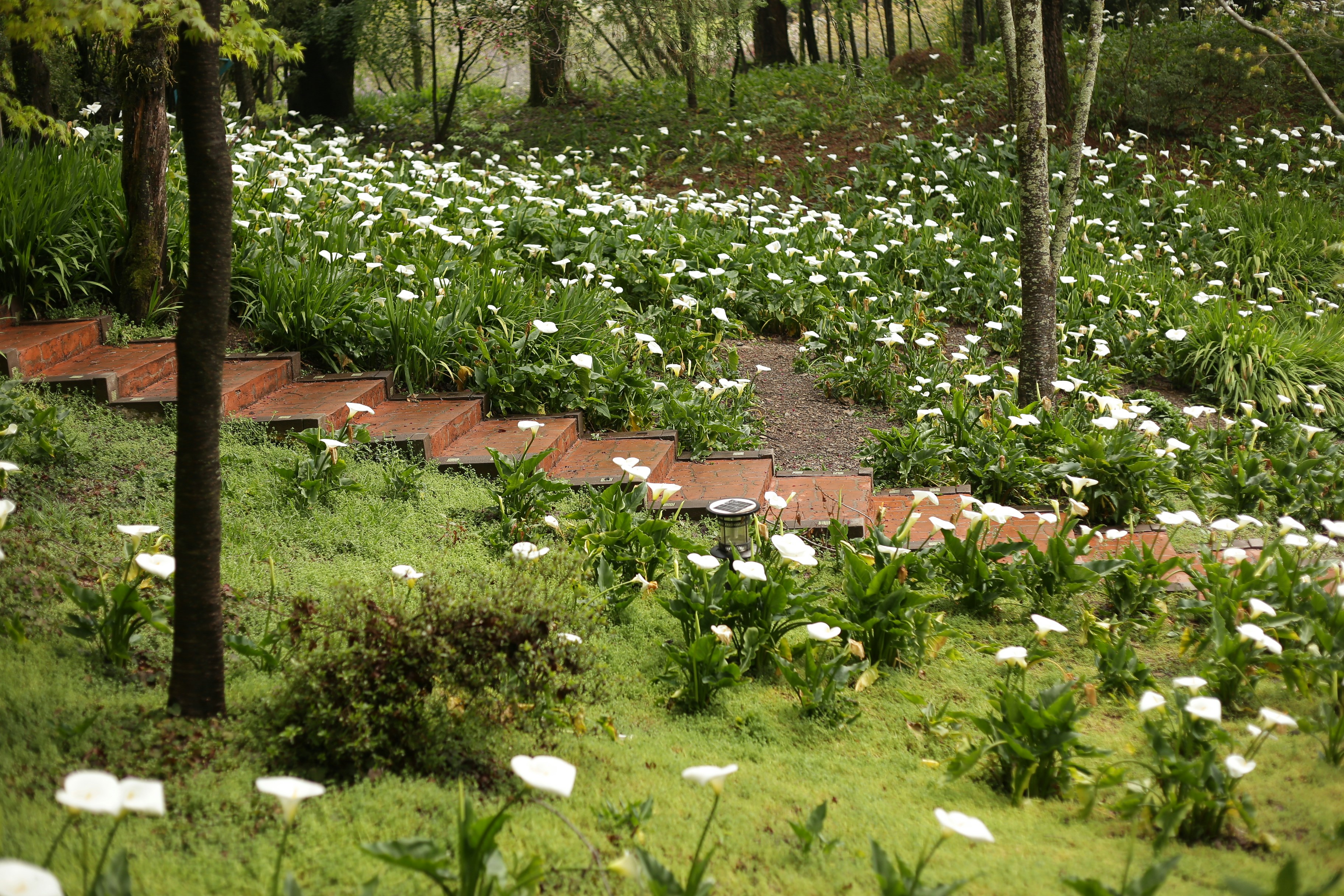 Whispering Path: A Quiet Garden Staircase Through A Field of White Blooms