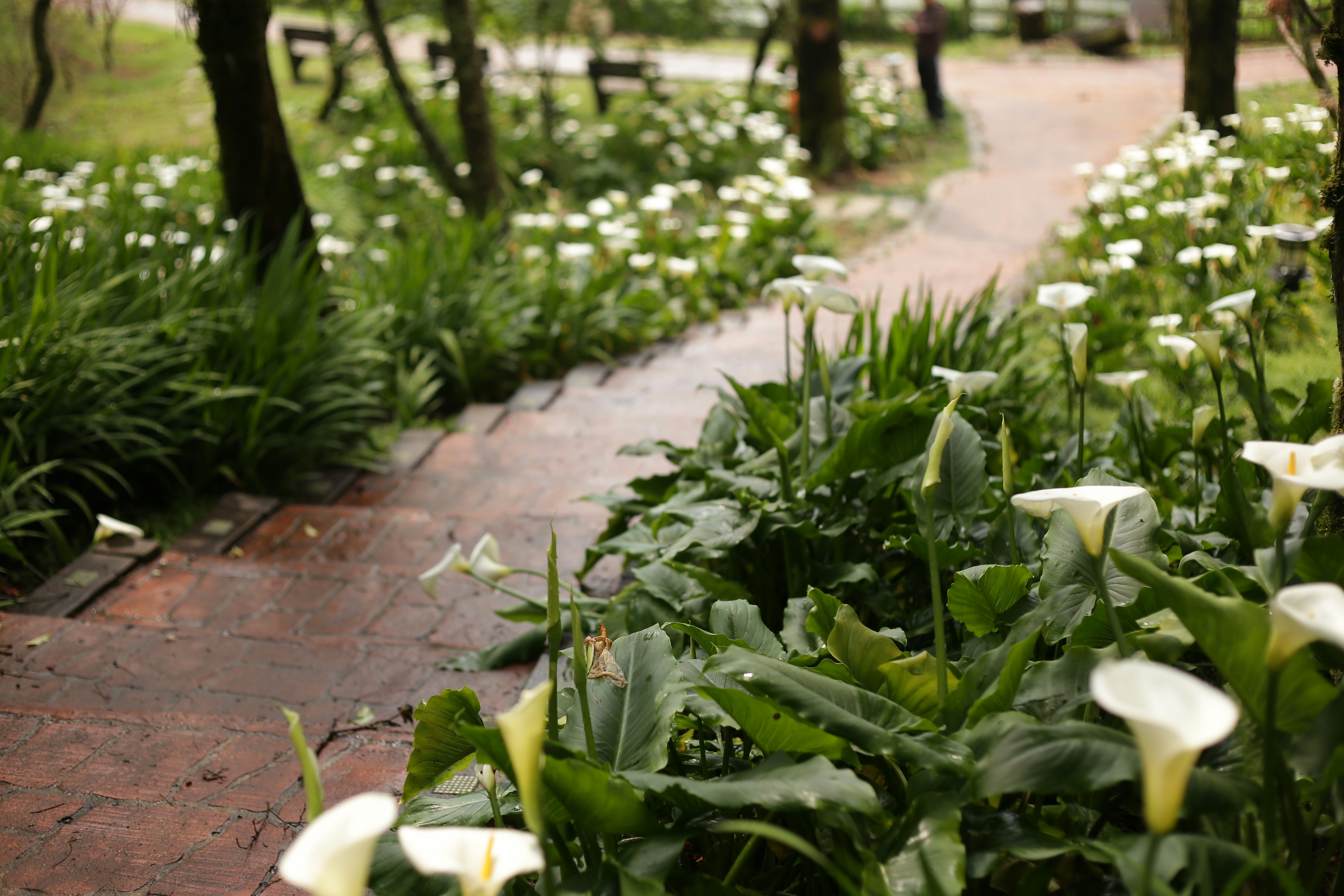 A Quiet Edge: Calla Lilies Along a Brick Path