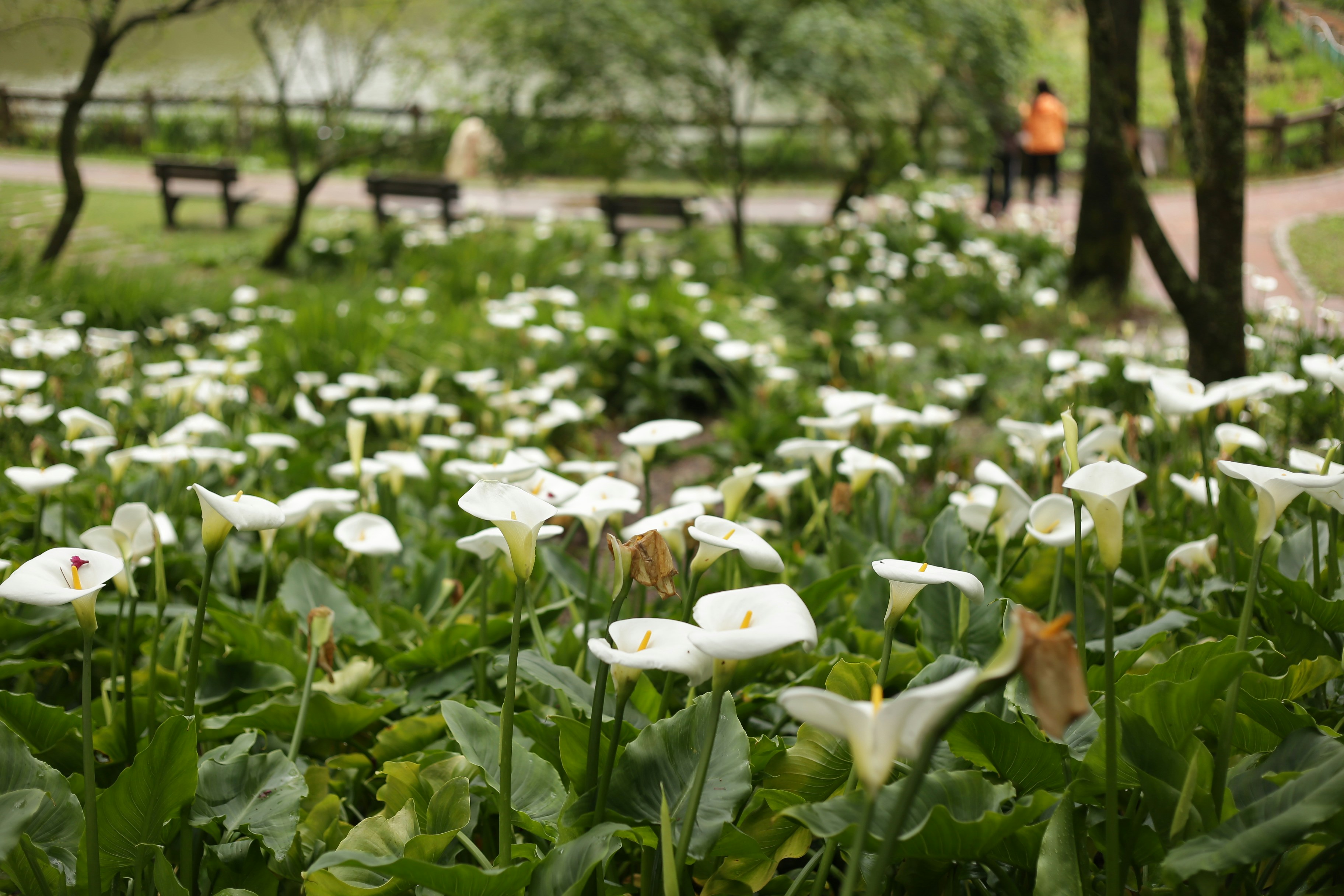 White Calla Lilies in a City Park Bed with Distant Figures and Benches