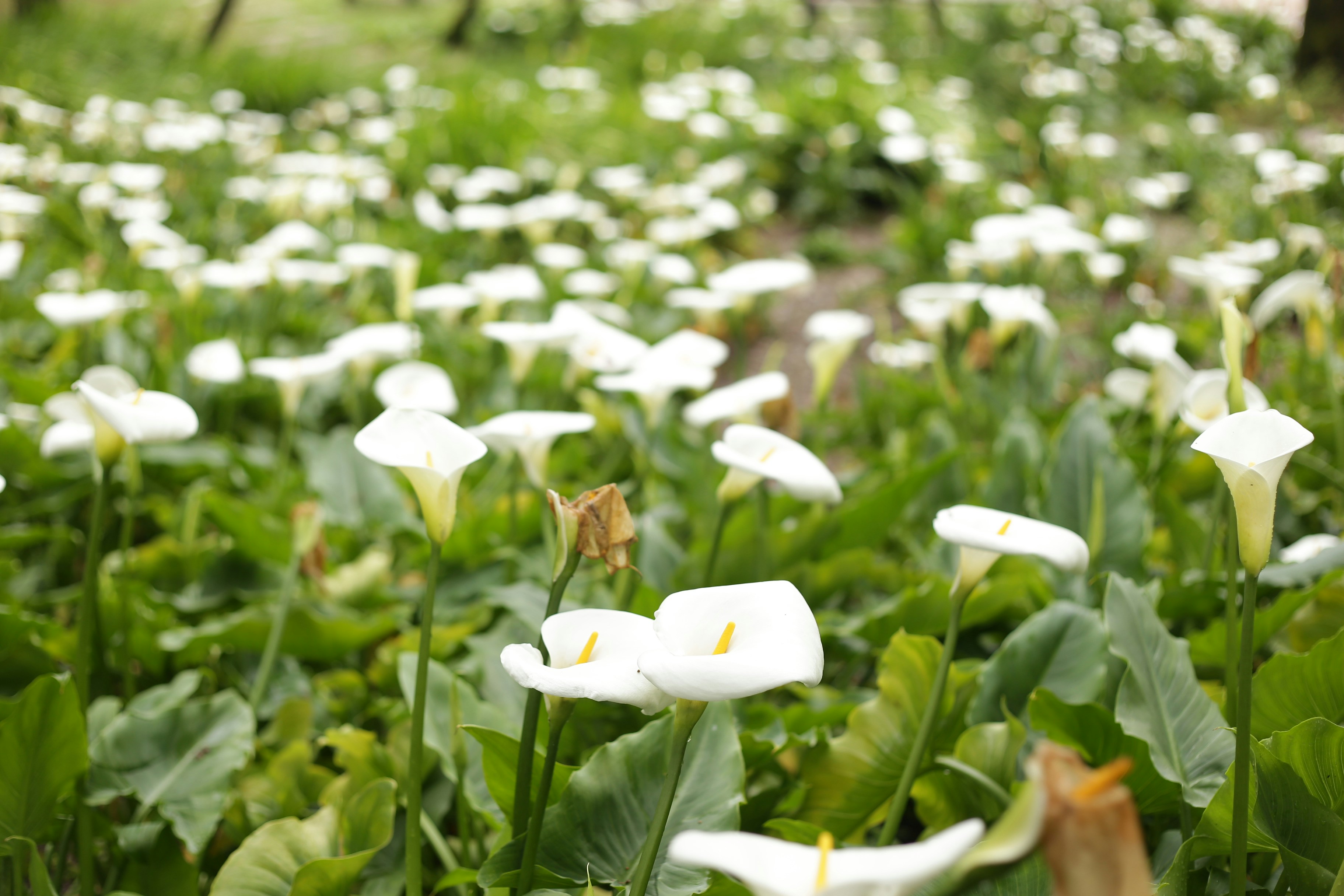 Field of Calla-Lilies in Soft Focus Sunrise