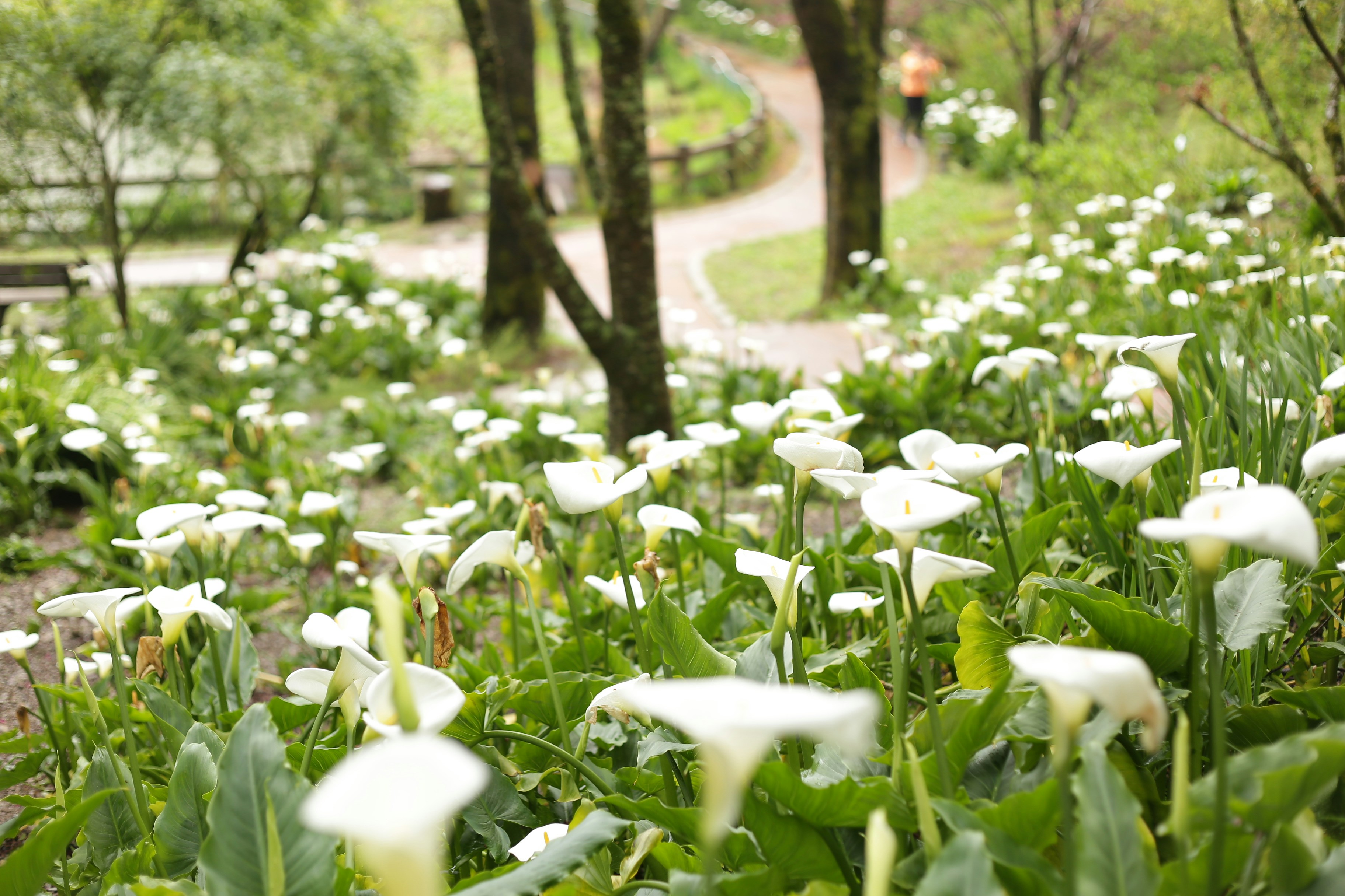 White Calla Lilies Parade Along the Garden Path