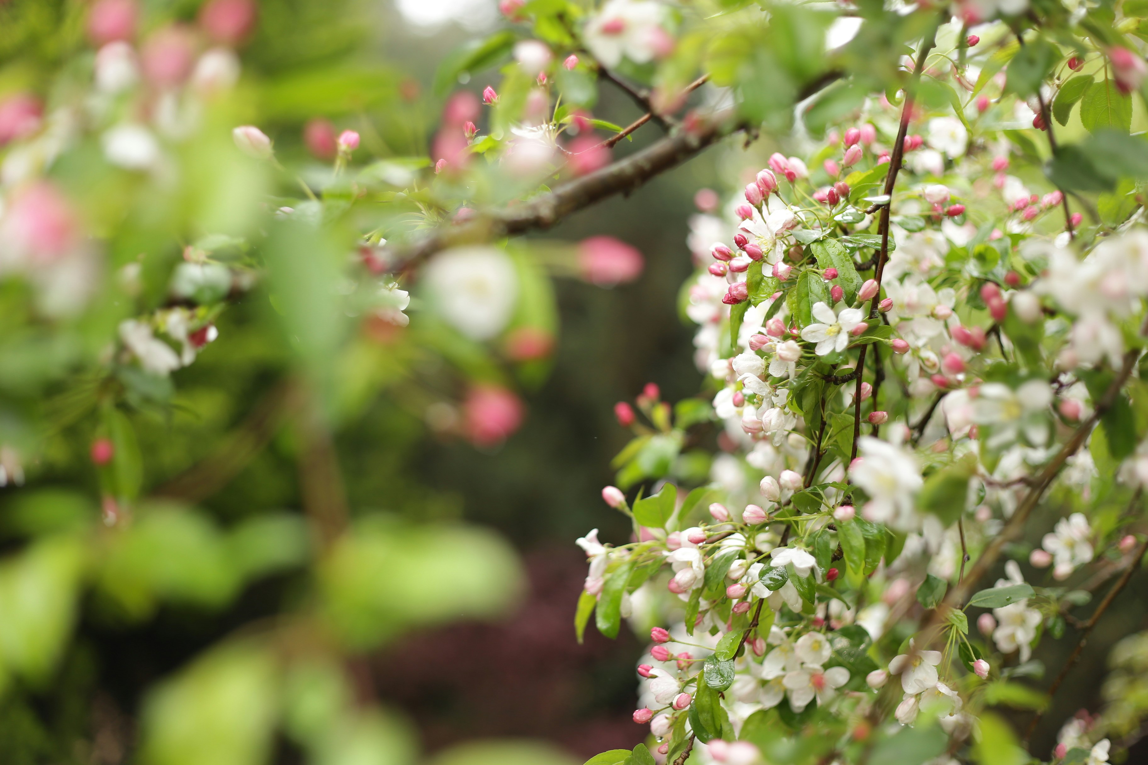 Blooming Cascade: Soft Focus Pierces a Curtain of Blossoms
