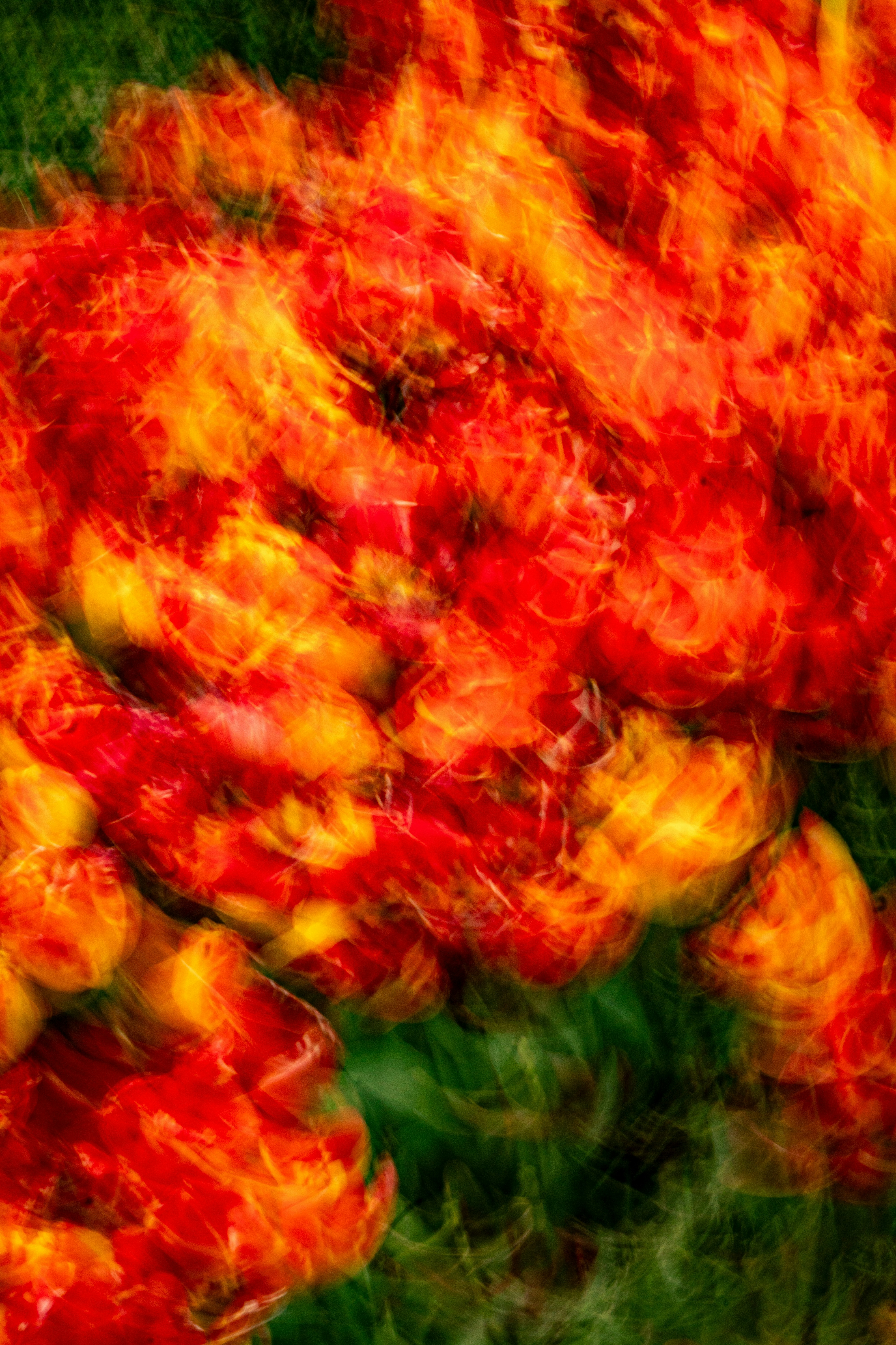 Blazing Petals in Motion