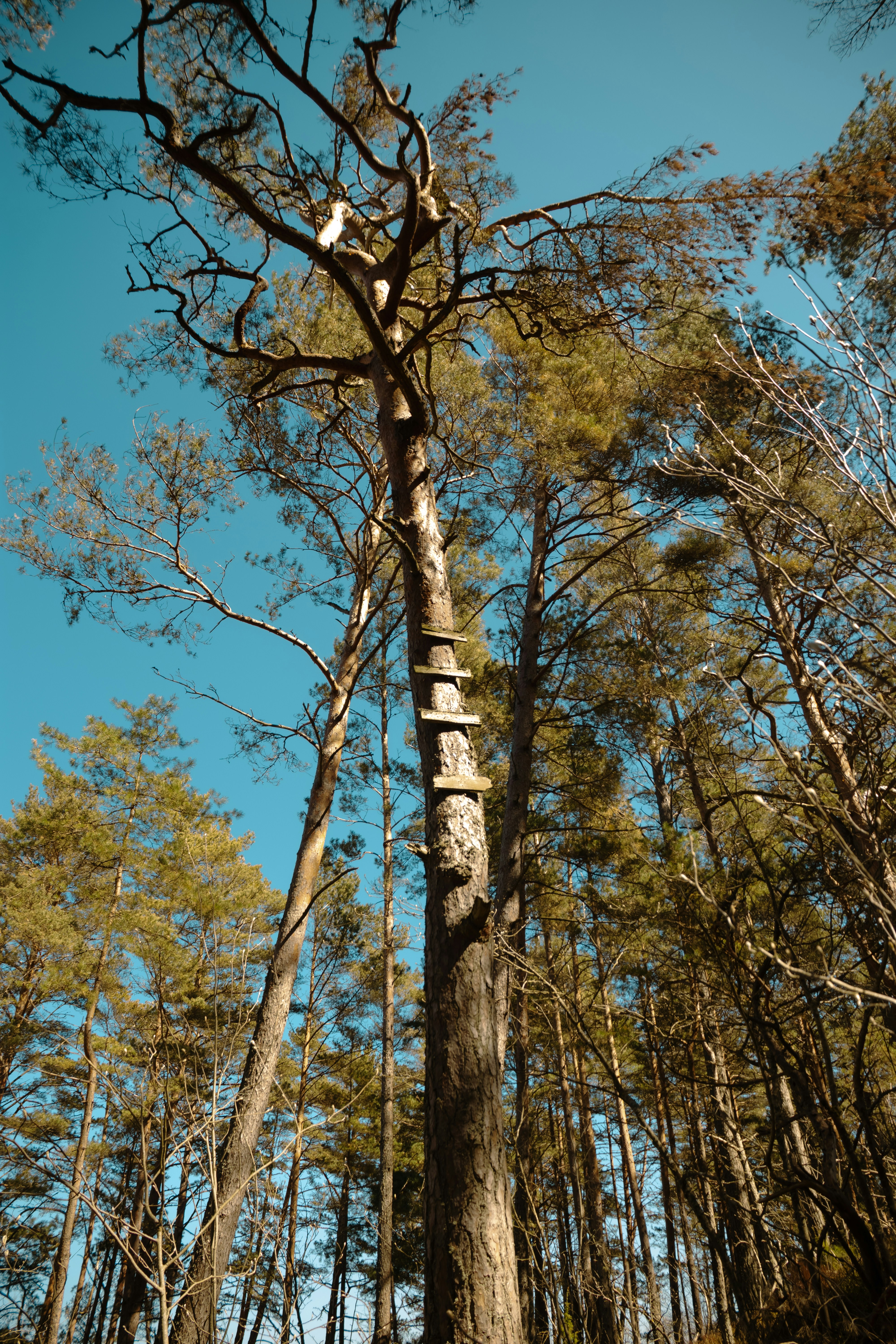 Towering Pine with Laddered Branches Reaching Toward a Cerulean Sky