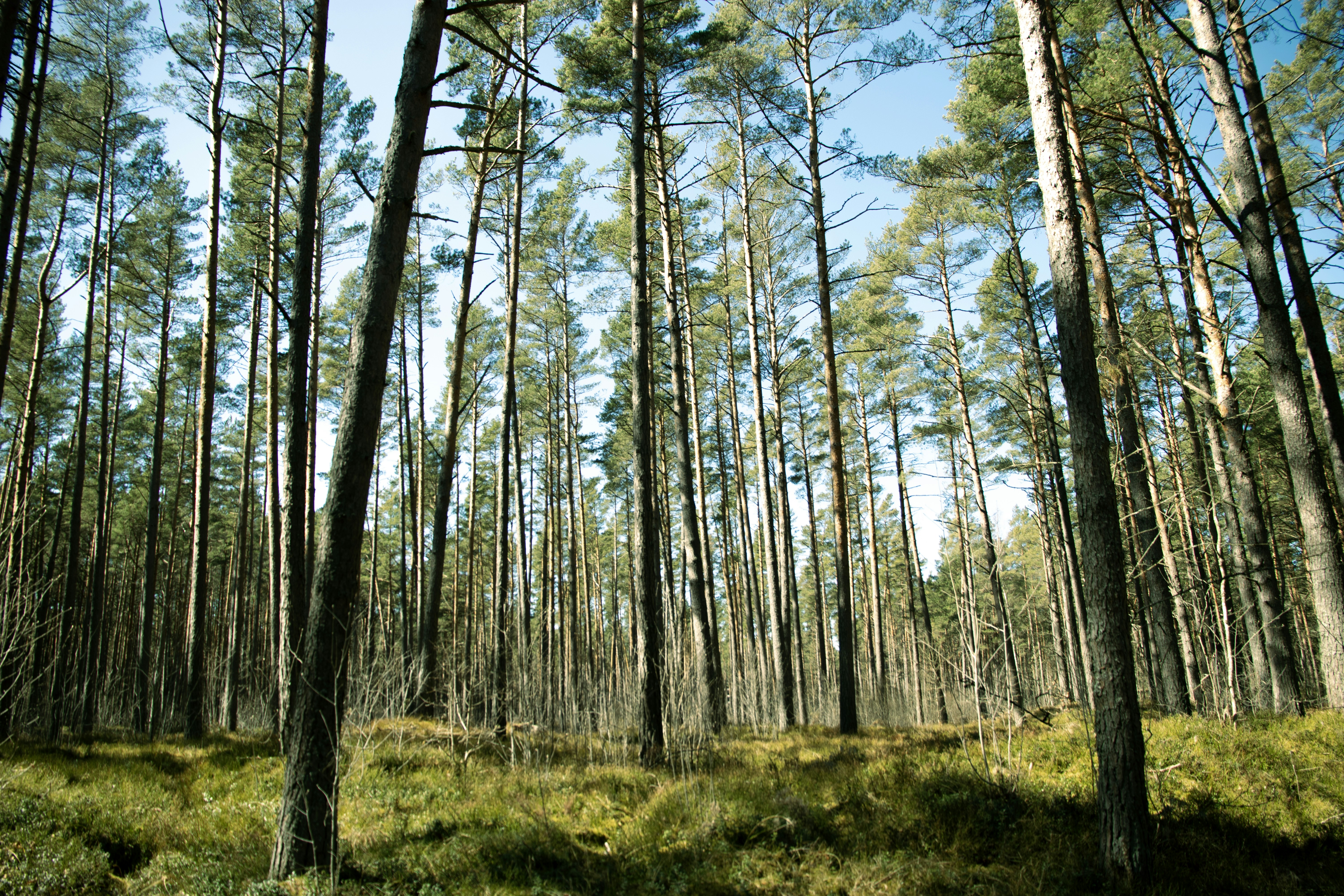 Sunlit Pines: Forest Floor in Quiet Afternoon Light