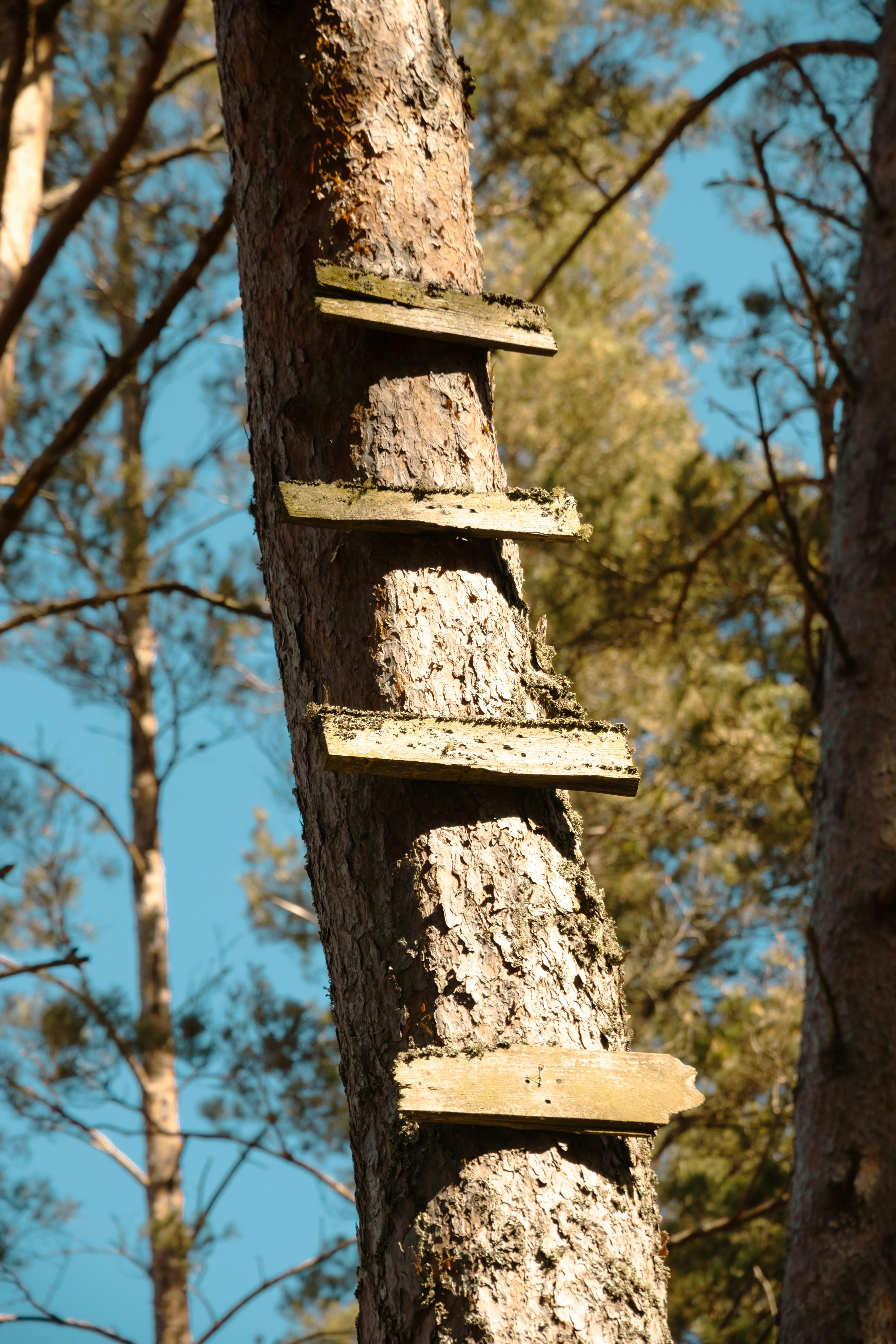 Ladder to the Sky: Wood Steps Climbing a Pine
