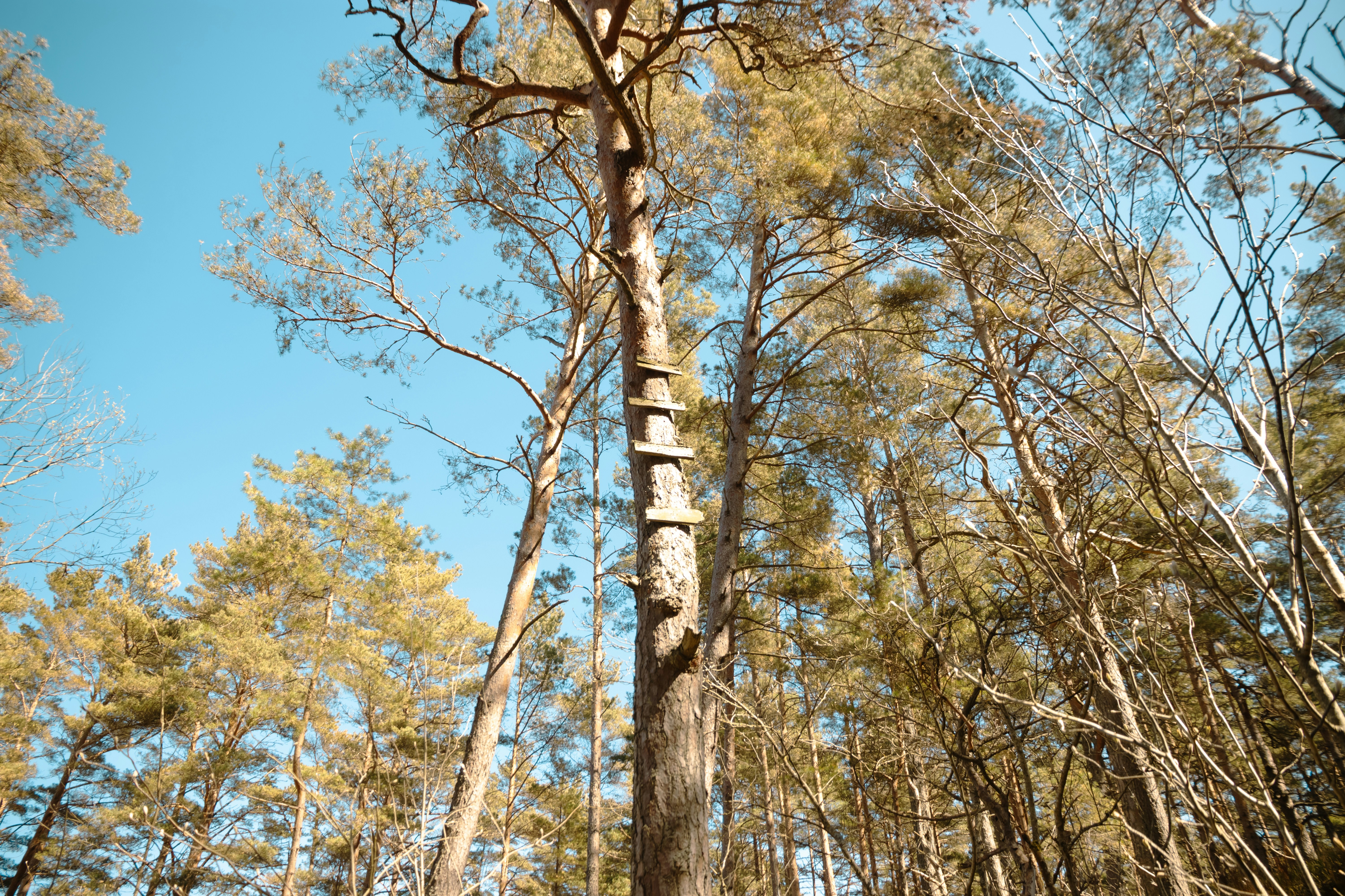 Skyward Pines: A Towering Cedar Reaches for the Blue