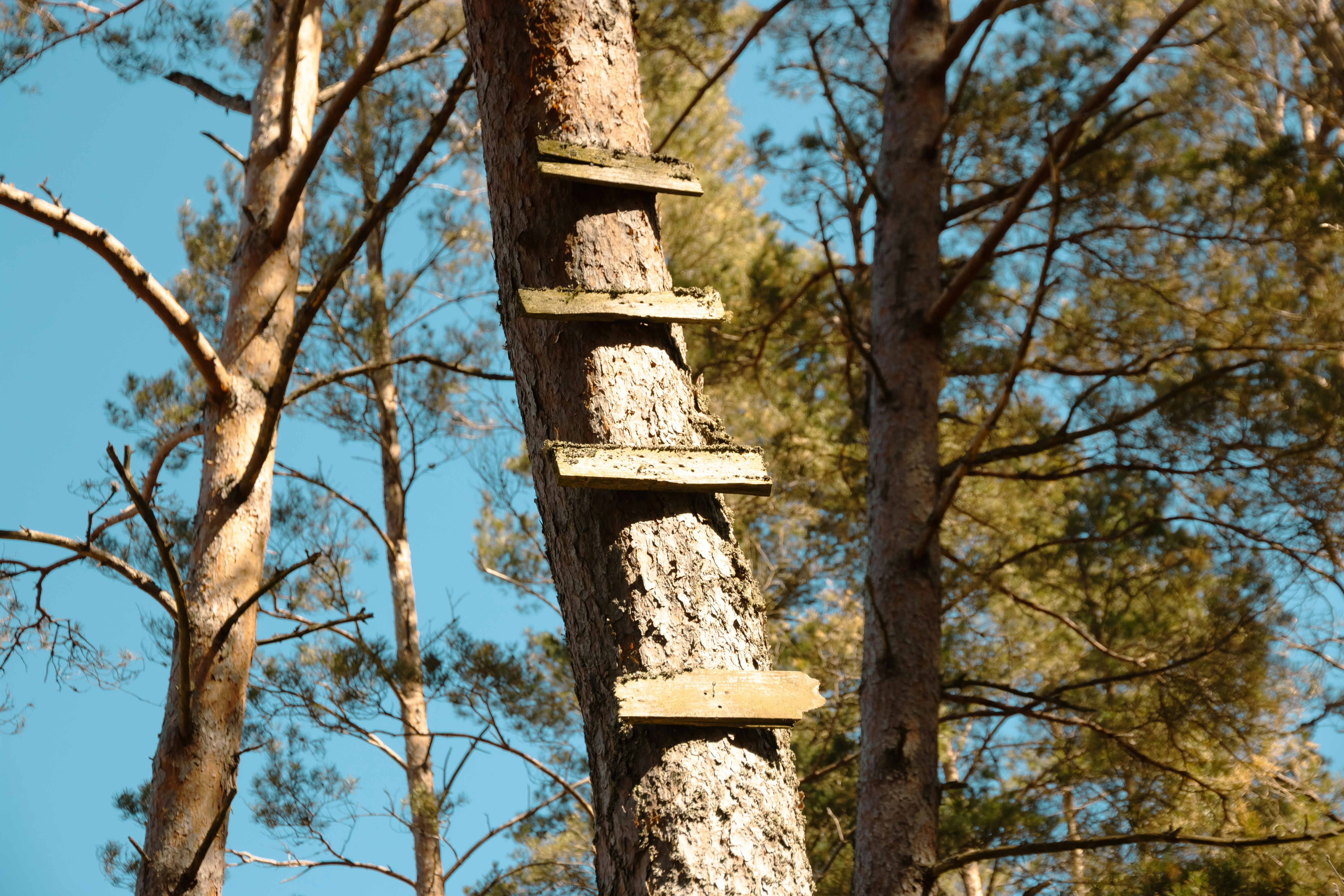 Wooden steps climbing a pine across a sunlit forest