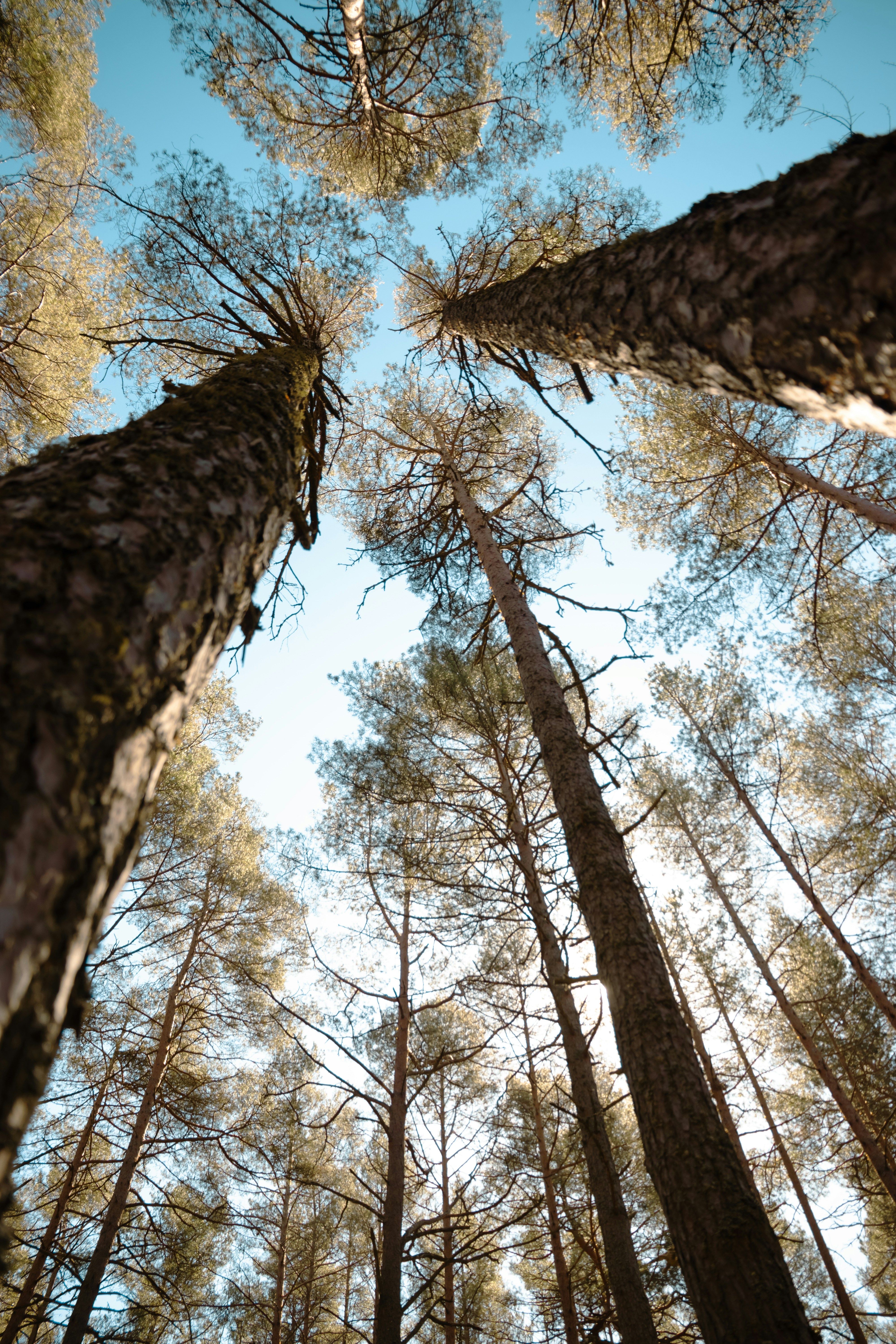 Skyward Cathedral: Aspen Trunks Reaching Toward a Cerulean Crown