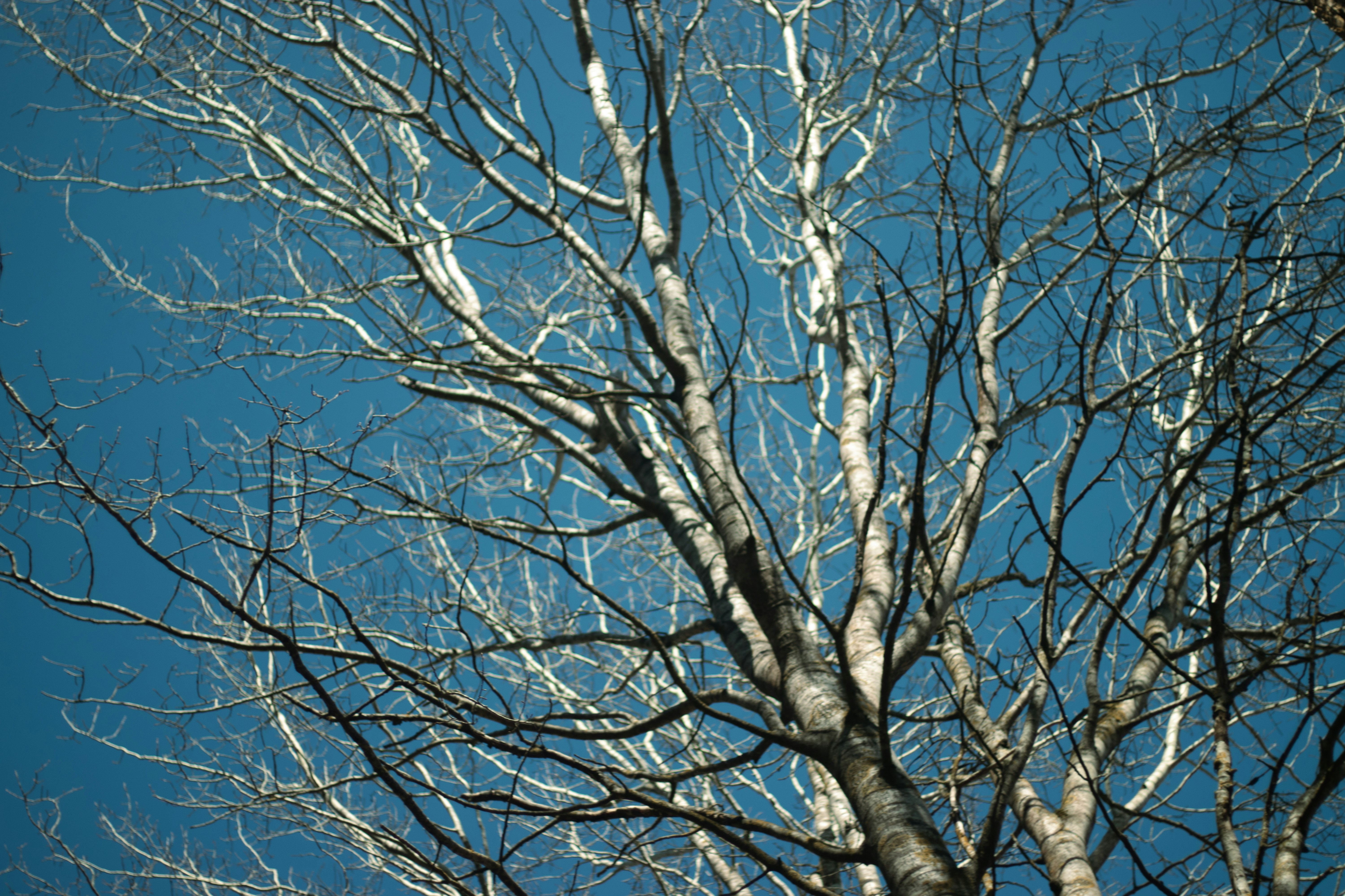 Bare-branch Skyline Against a Azure Sky