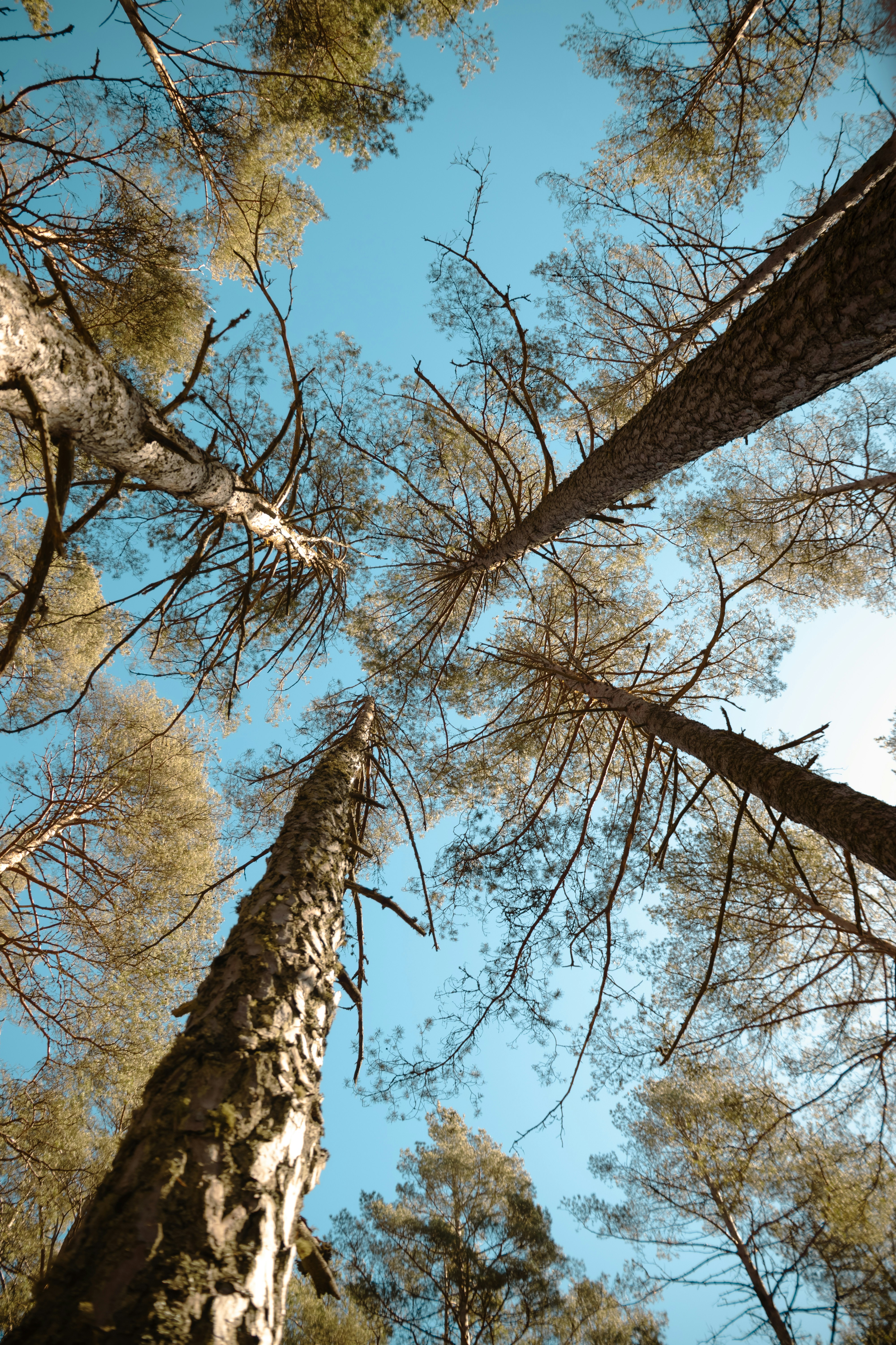 Towering Pines Converge: An Aerial View into a Blue-Skied Forest