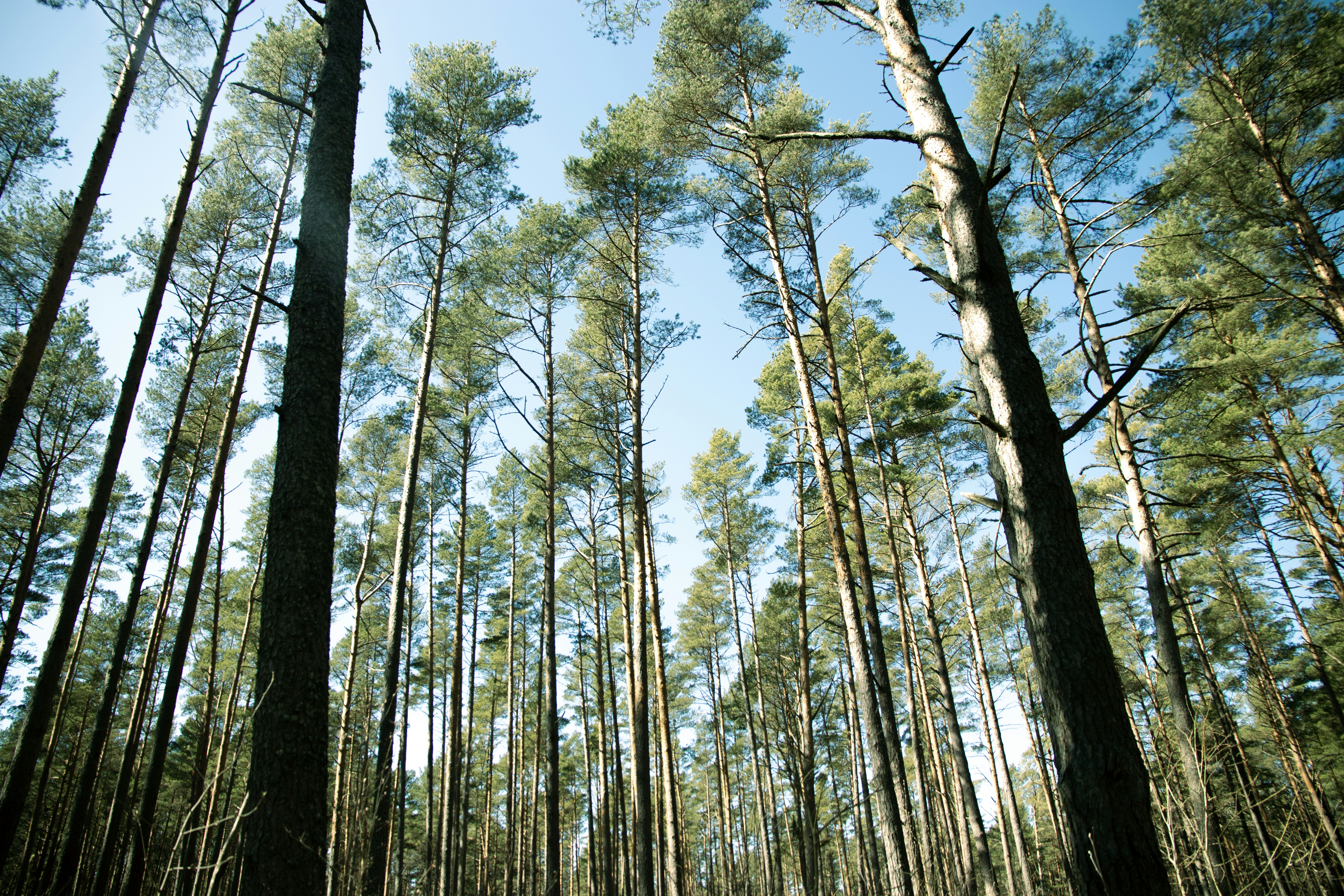 Skyward Choir of Pines