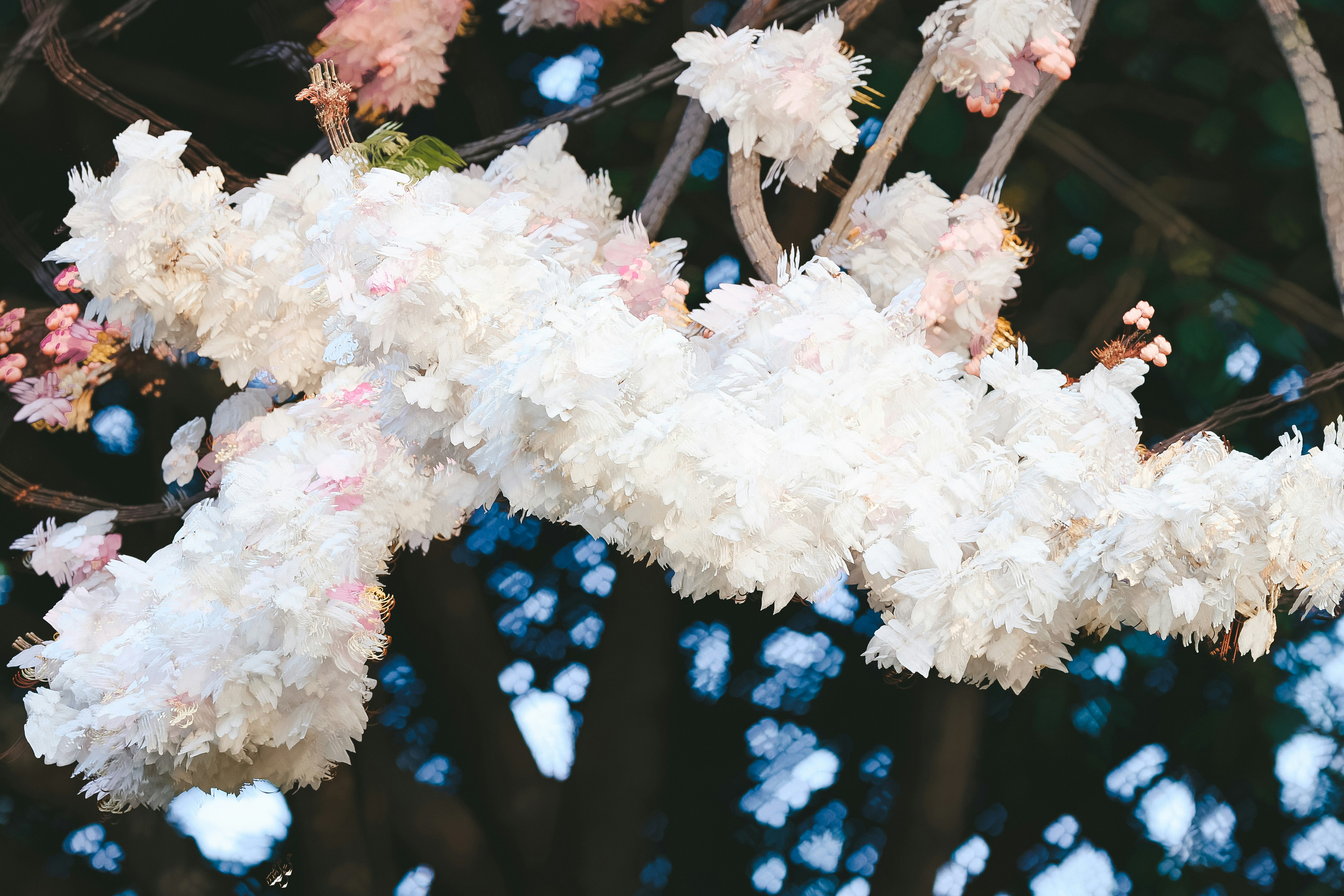 Blooming Curtain: Strands of White Peonies Draped Across a Twilight Branch