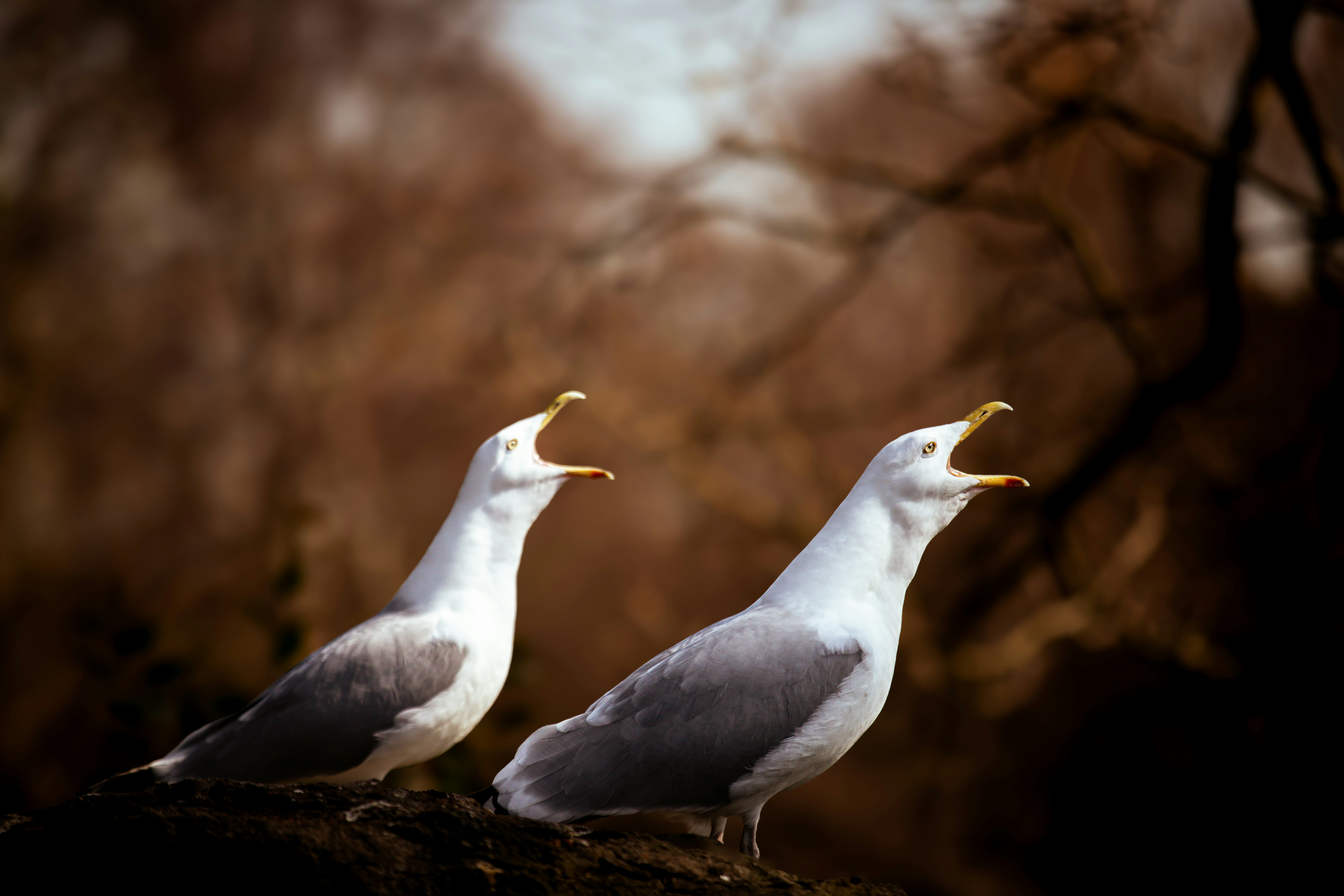 Scream Chorus at Dusk: A Pair of Seabirds in Echoing Call