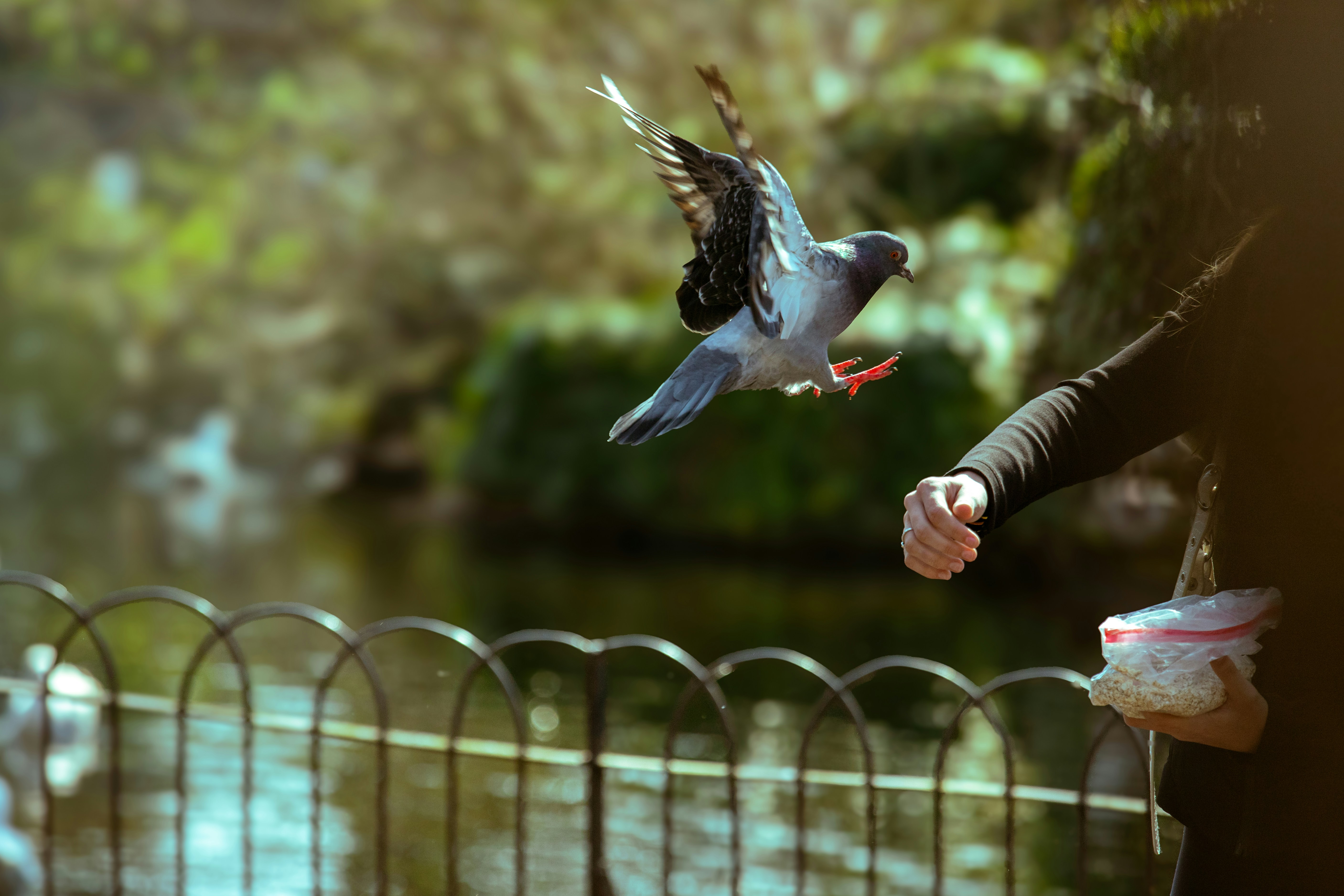 Midair Encounter: A Pigeon Takes Flight Near a Shaded Park Fence